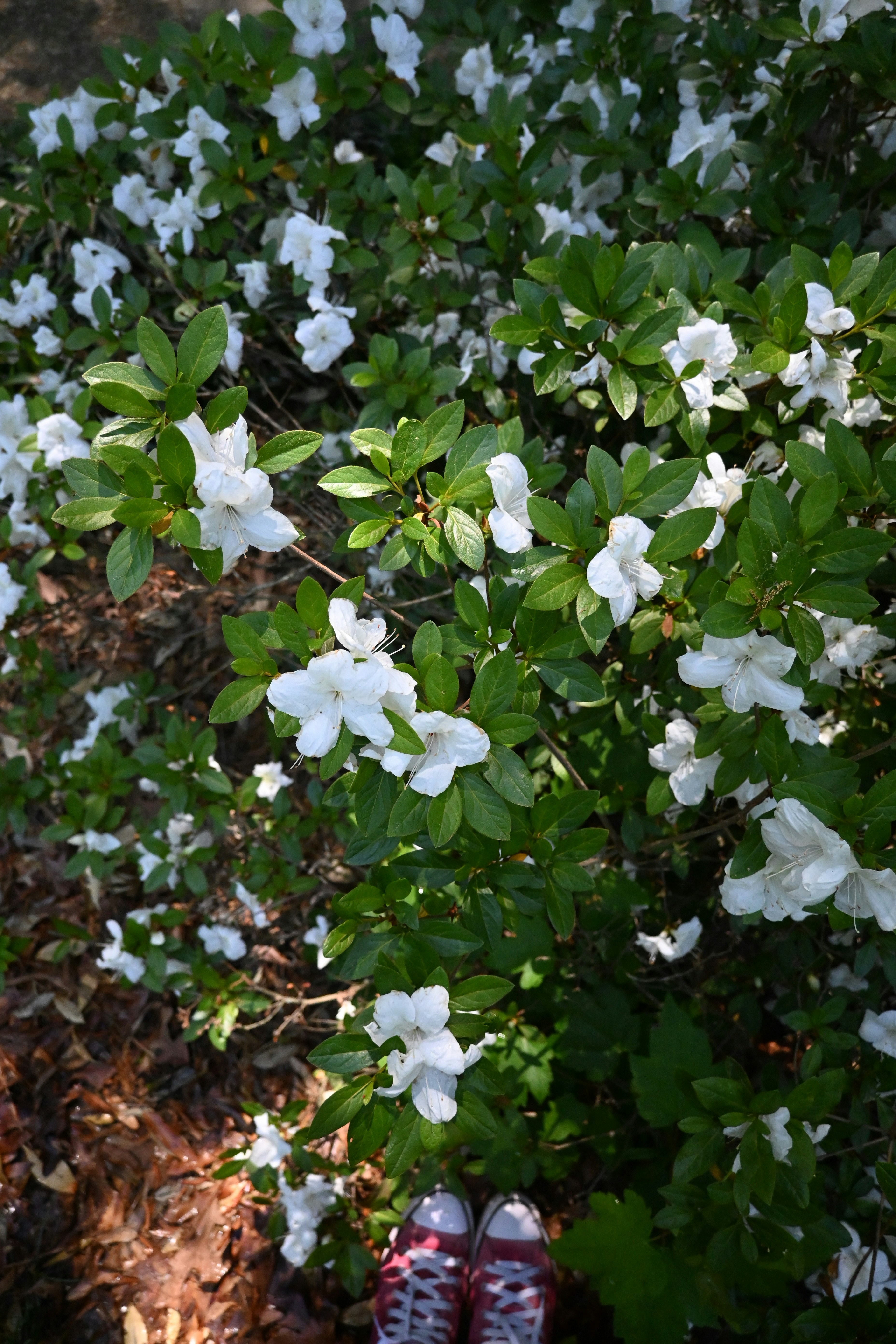 White blossoms cascade through emerald leaves, viewed from the path of shoes