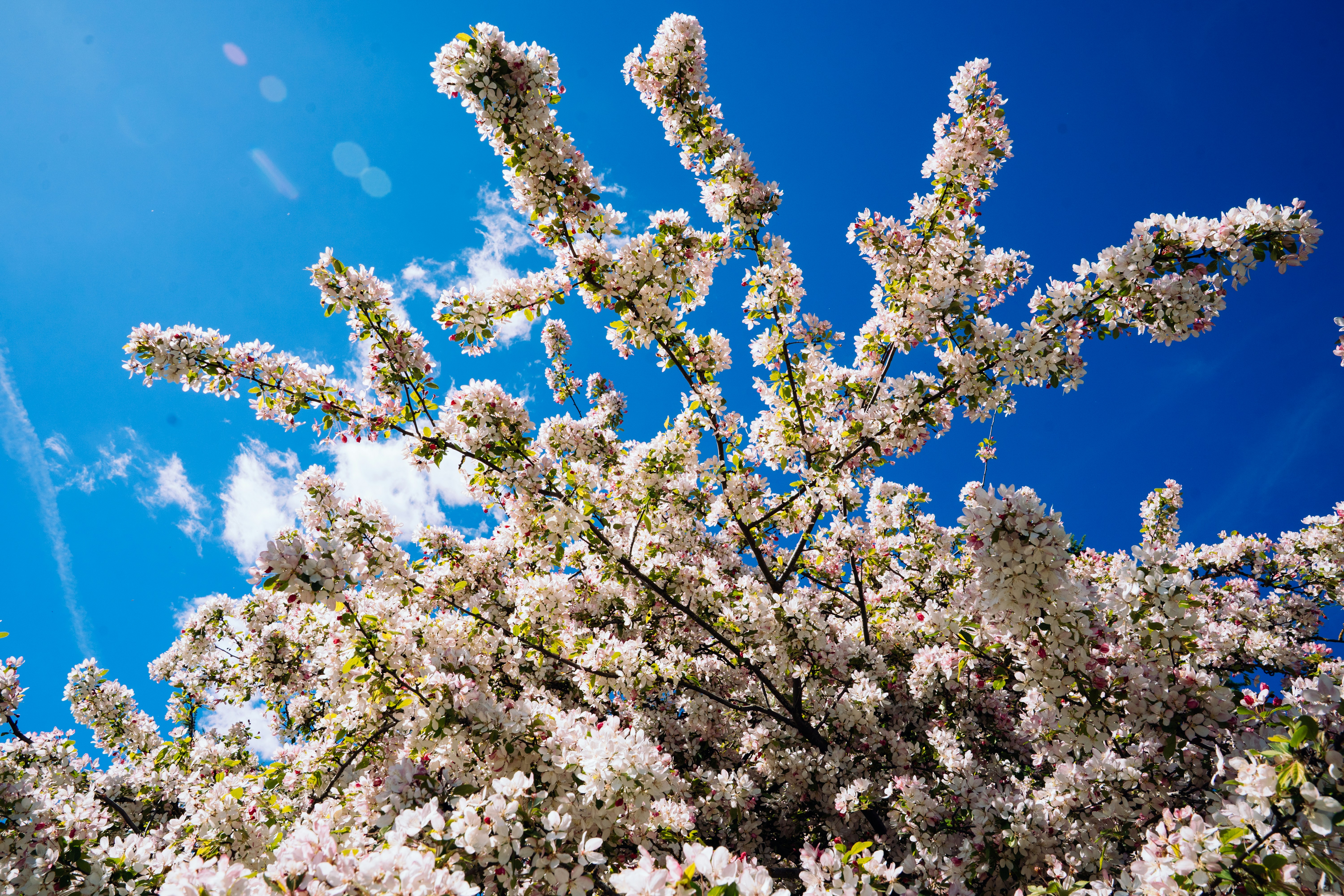 Blossoms under a Brilliant Blue: A Low-Angle View of Spring Bloom