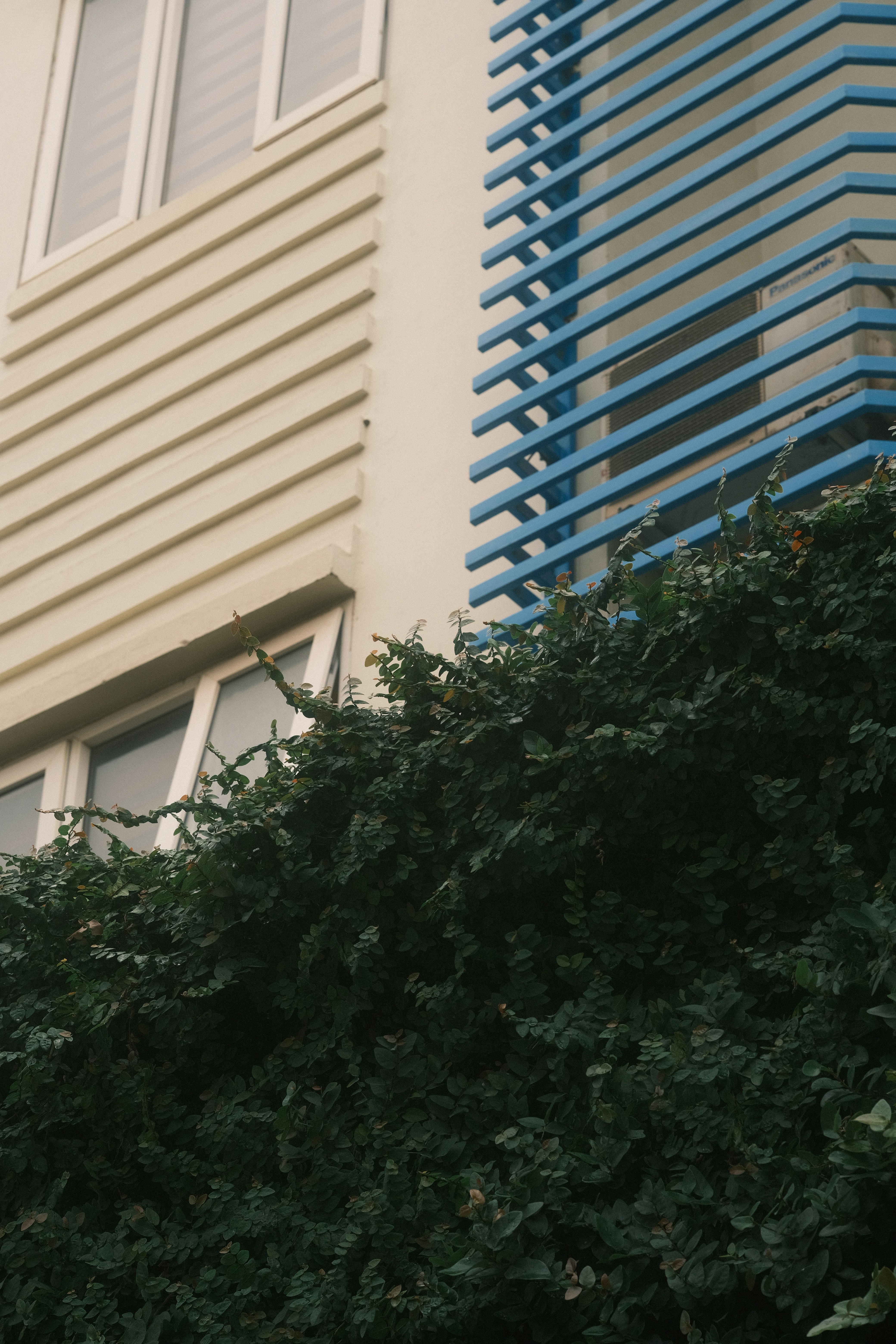 Opposing Facades: Beige Siding and Blue Louvers Framing a Green Climb