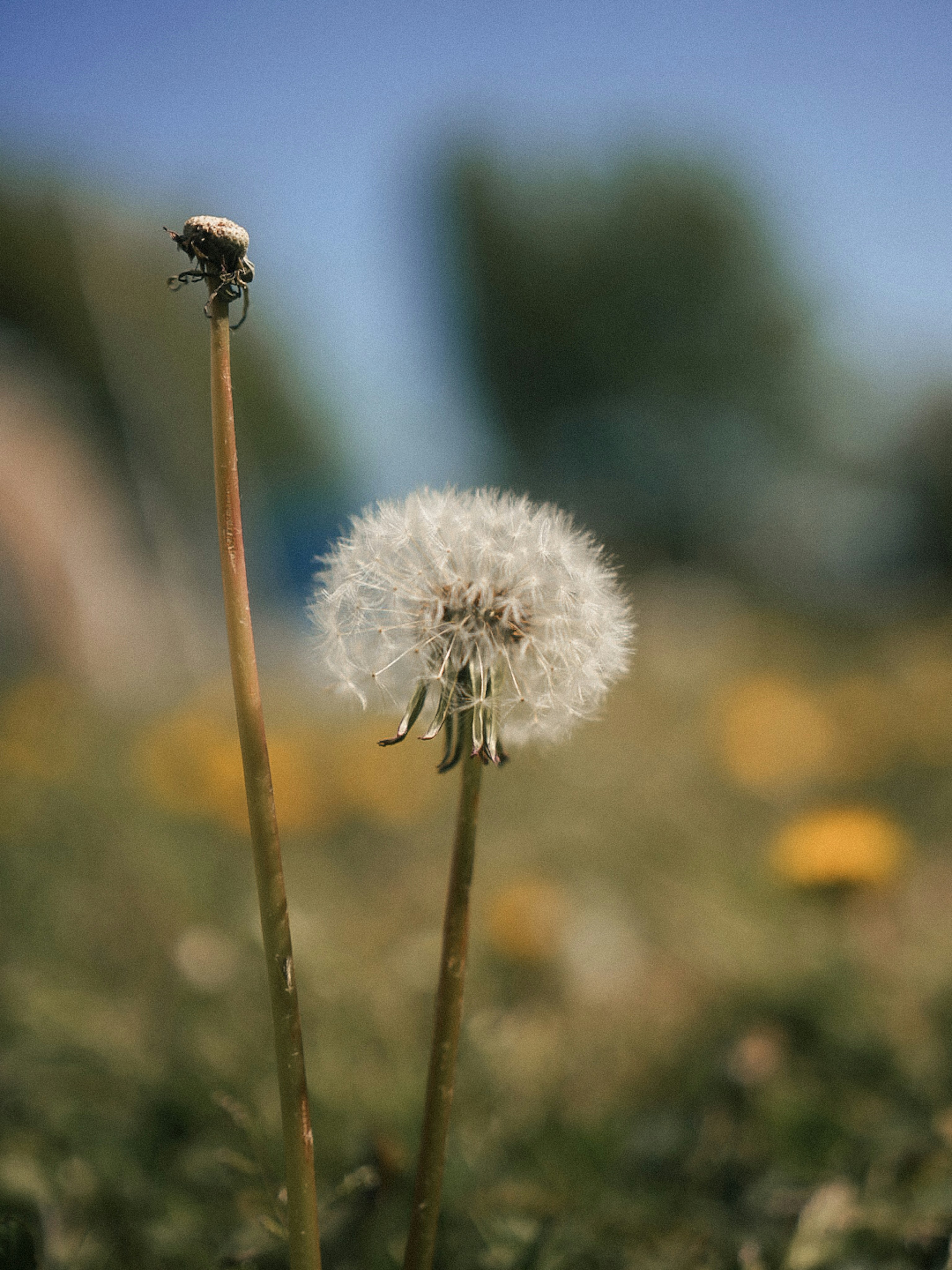 Dandelion Duo: Fragile Seeds Ready to Drift