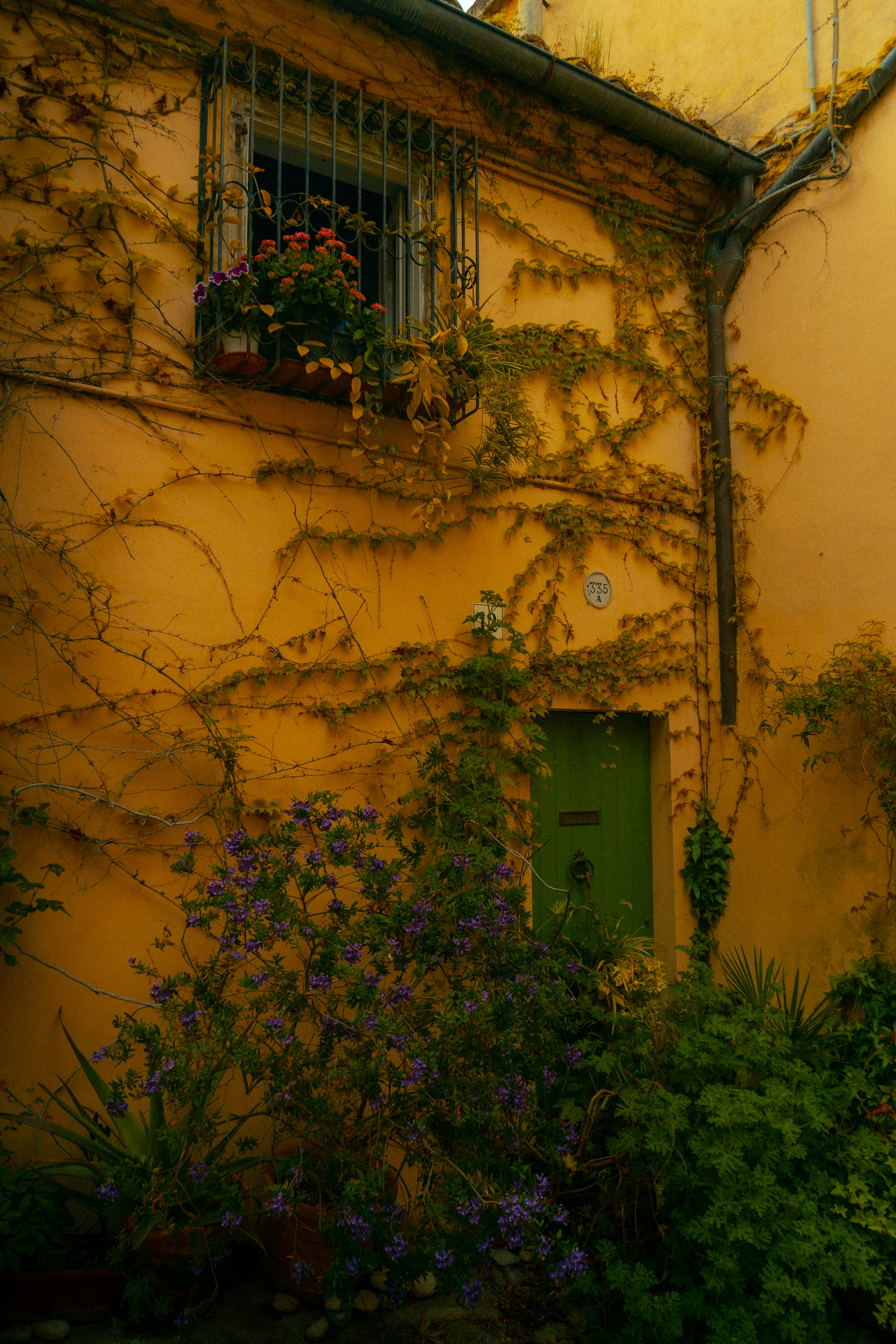 Yellow Walls, Green Door: A Quiet Passage of Vines and Color