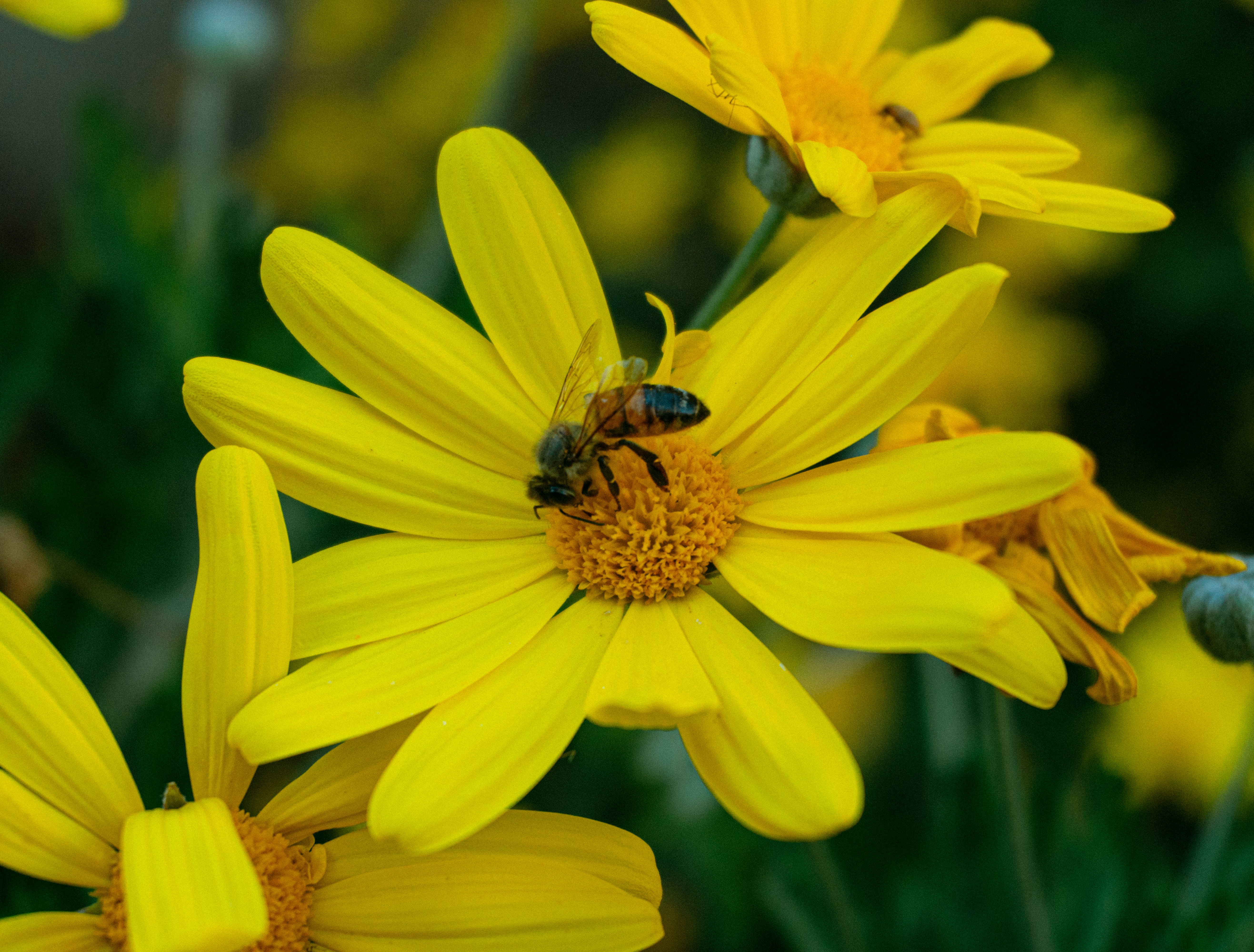 Bee on a Golden Daisy: Macro Moment in Spring Light