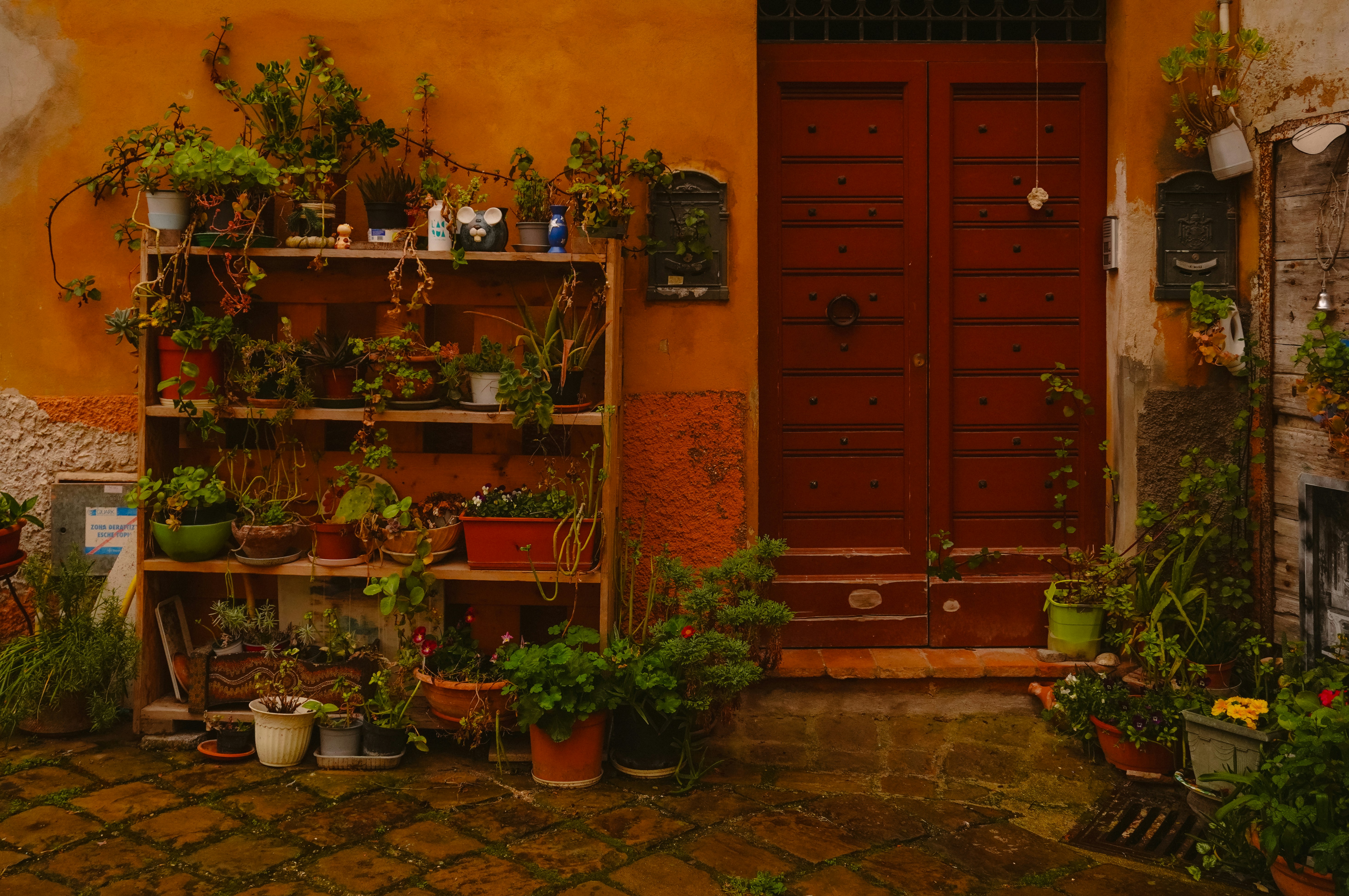 Terracotta Doorway Chorus: Potted Life on the Courtyard Steps