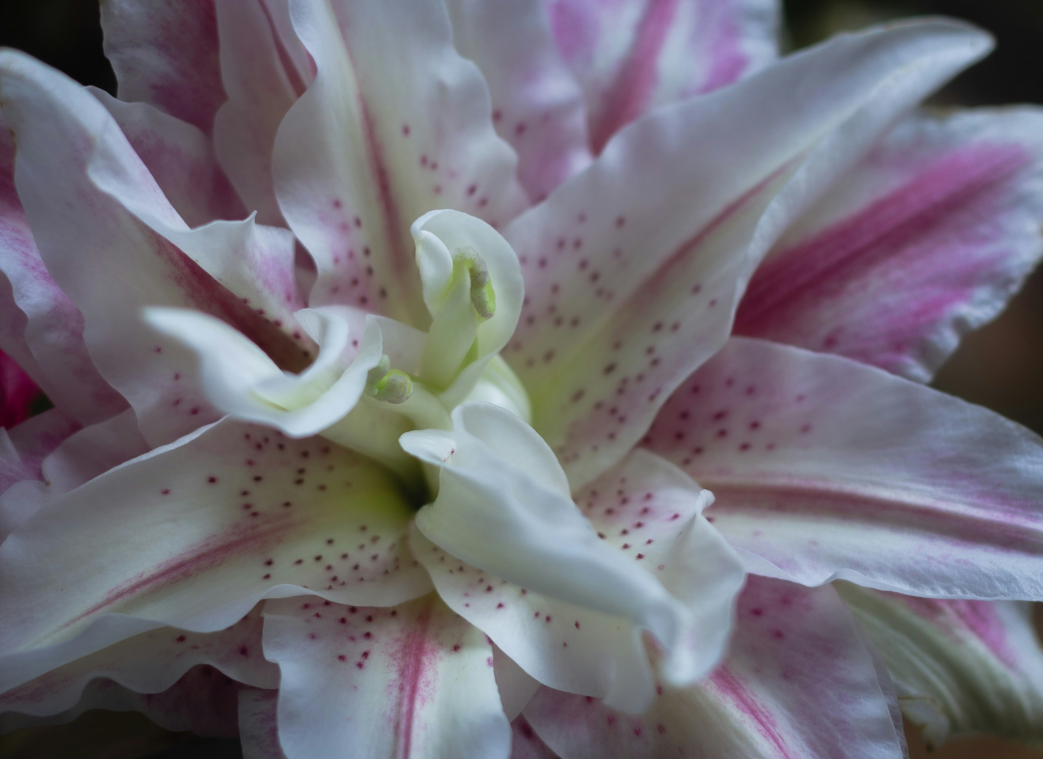 Soft Petal Convergence: Center of a Pink-White Blossom