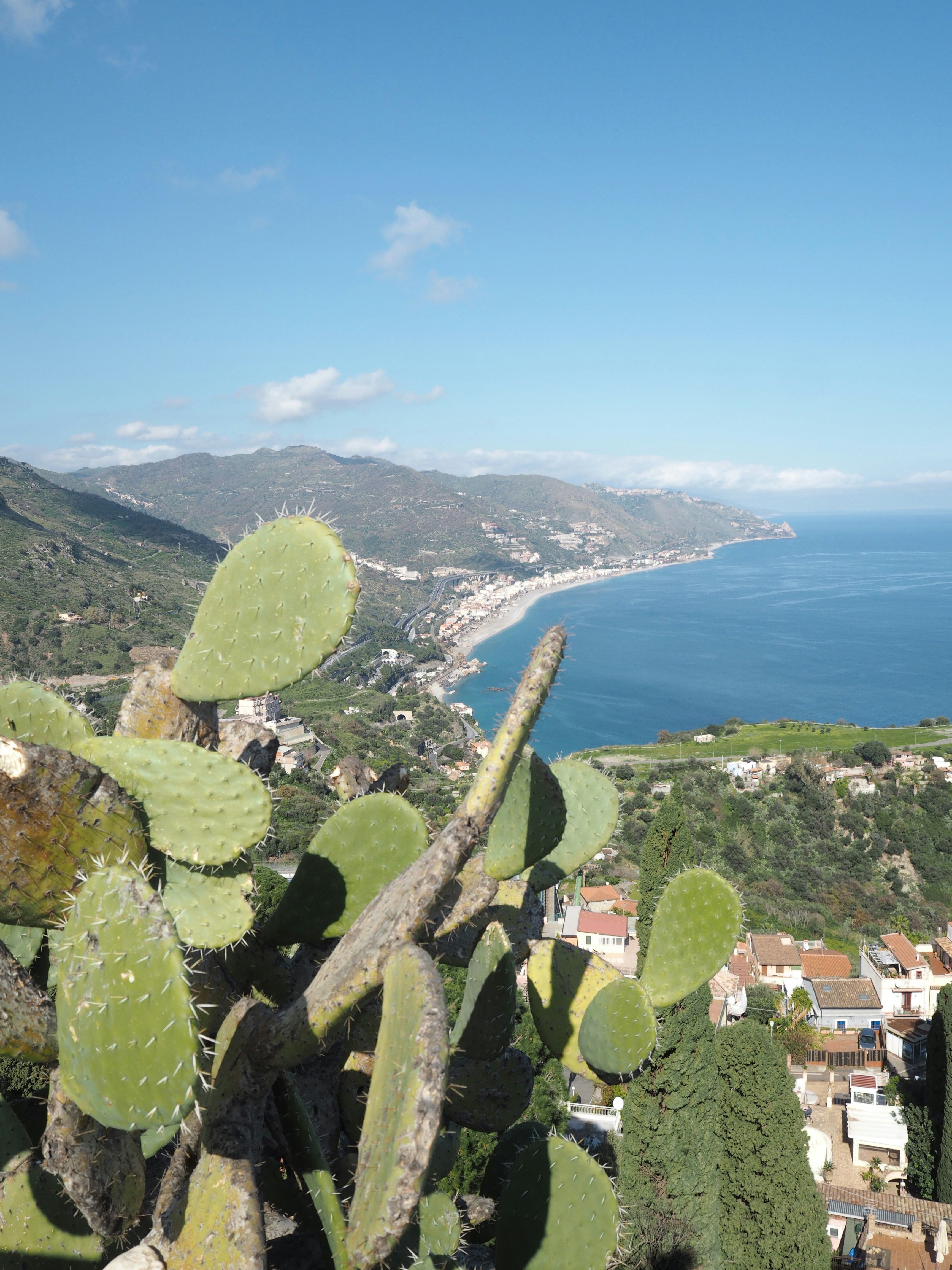 Cliffside Cactus Overlooking a Mediterranean Shore