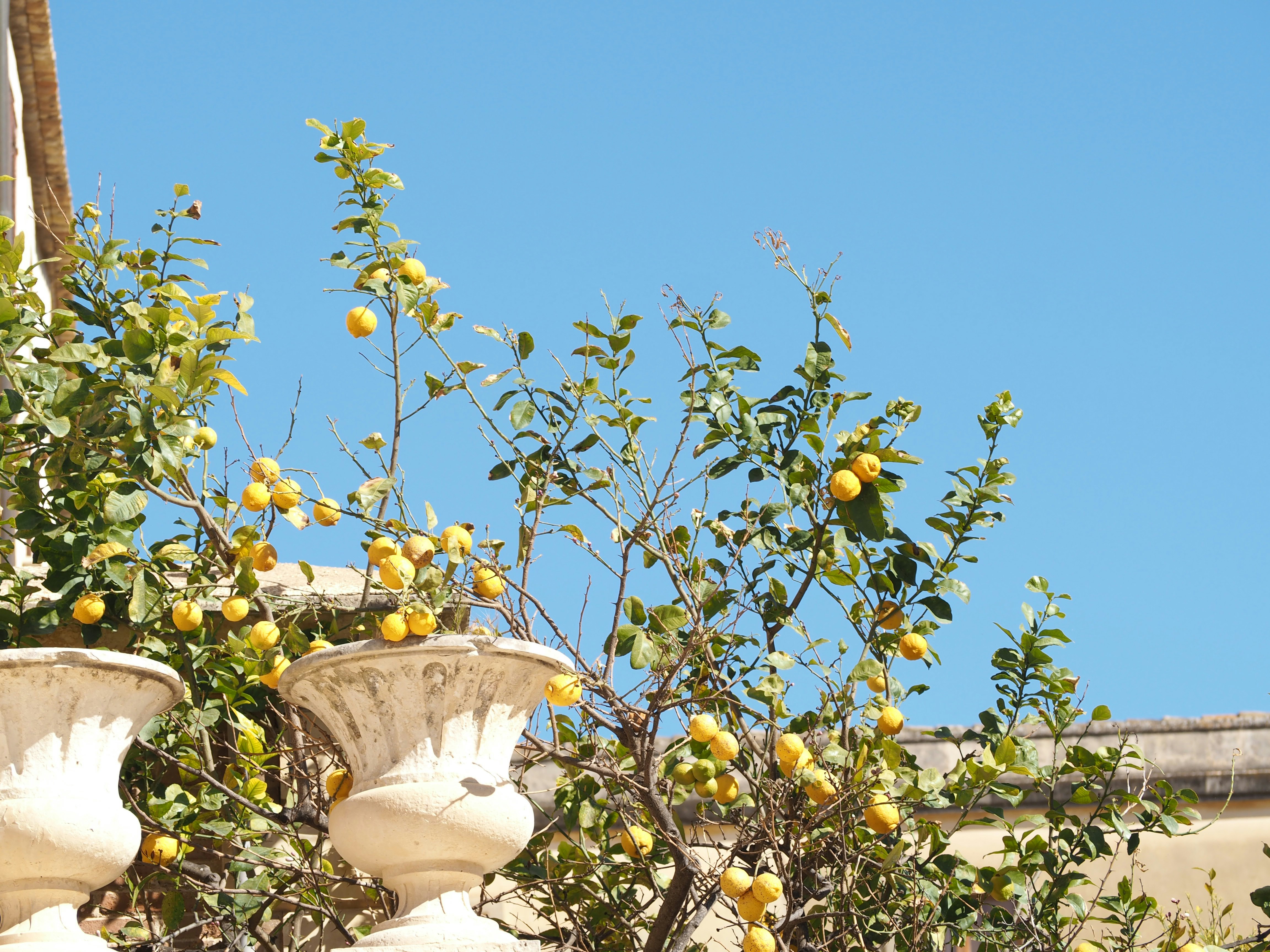 Sunlit Citrus Archive on a Terracotta Terrace