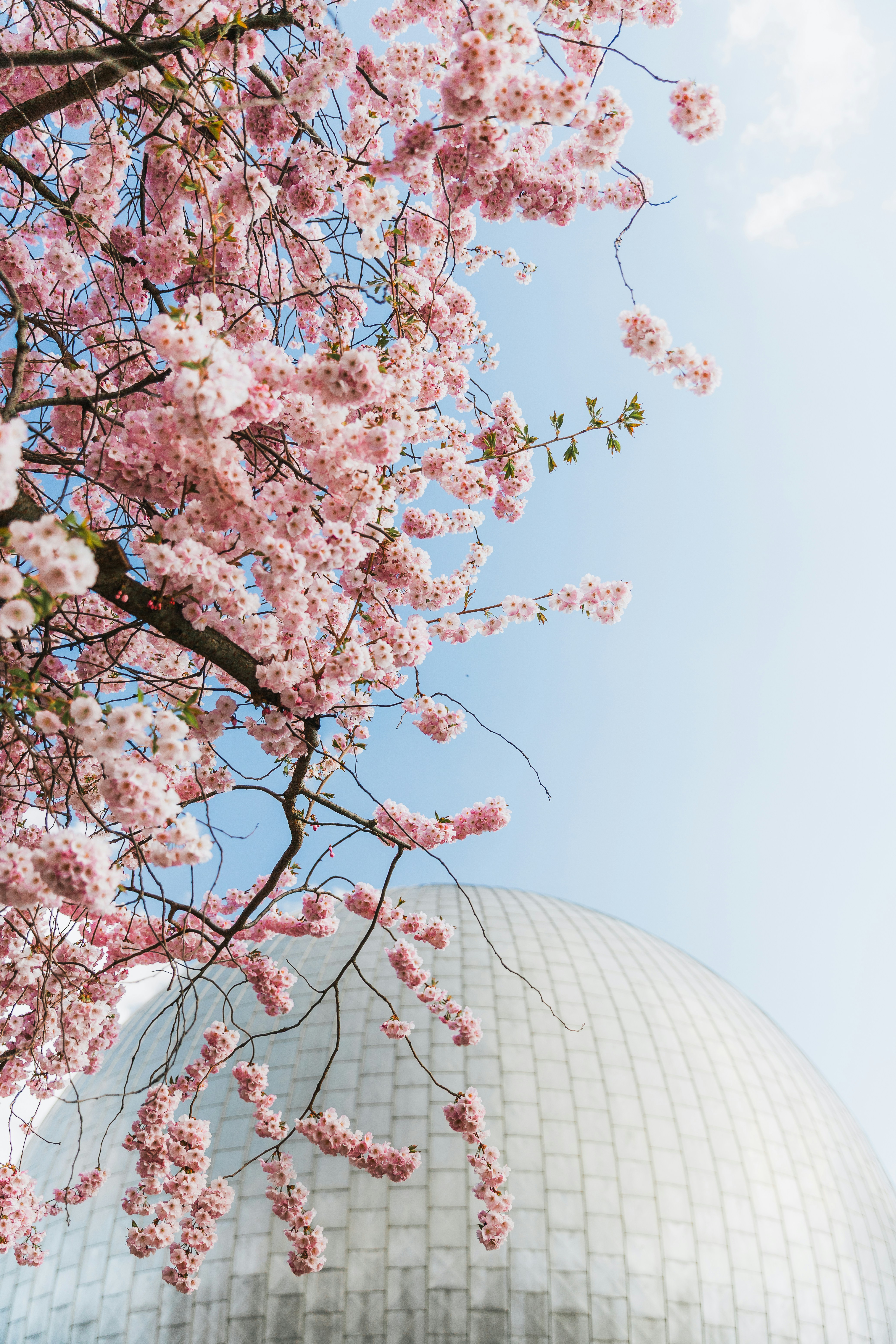 Blossoms Over Geodesic Dawn