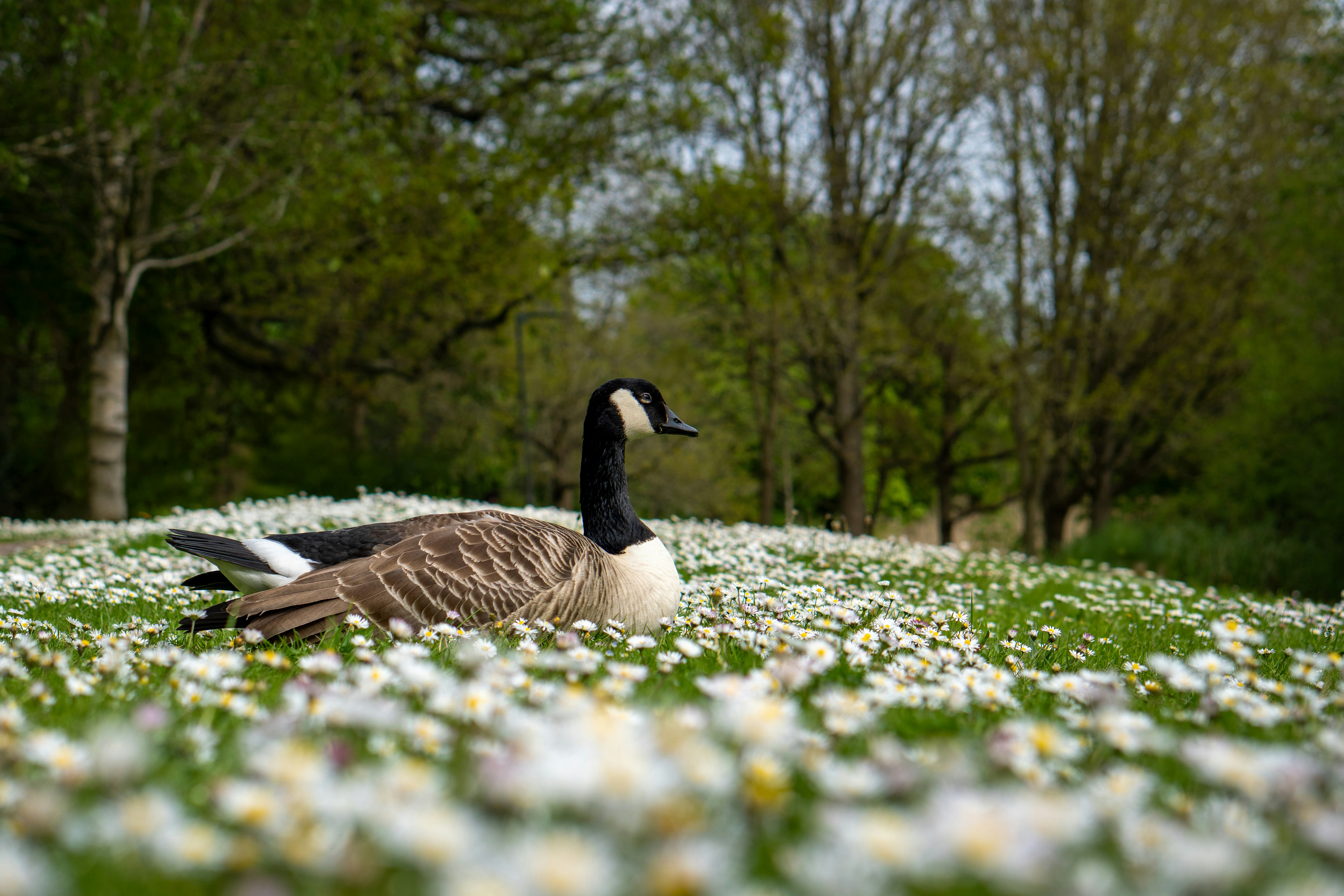 Dappled Mallard Amid a Sea of Daisies