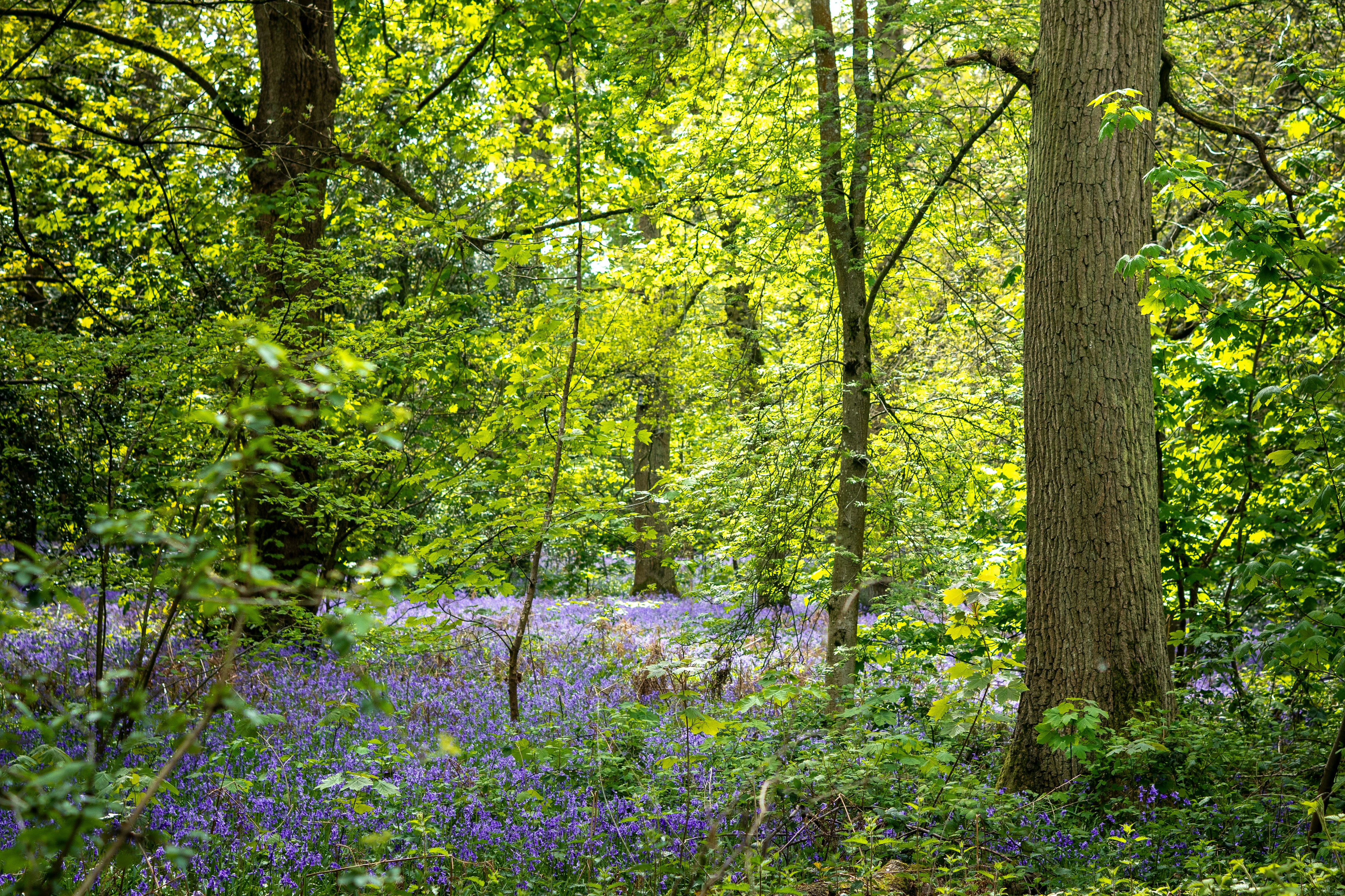 Emerald Carpet Under a Canopy of Light