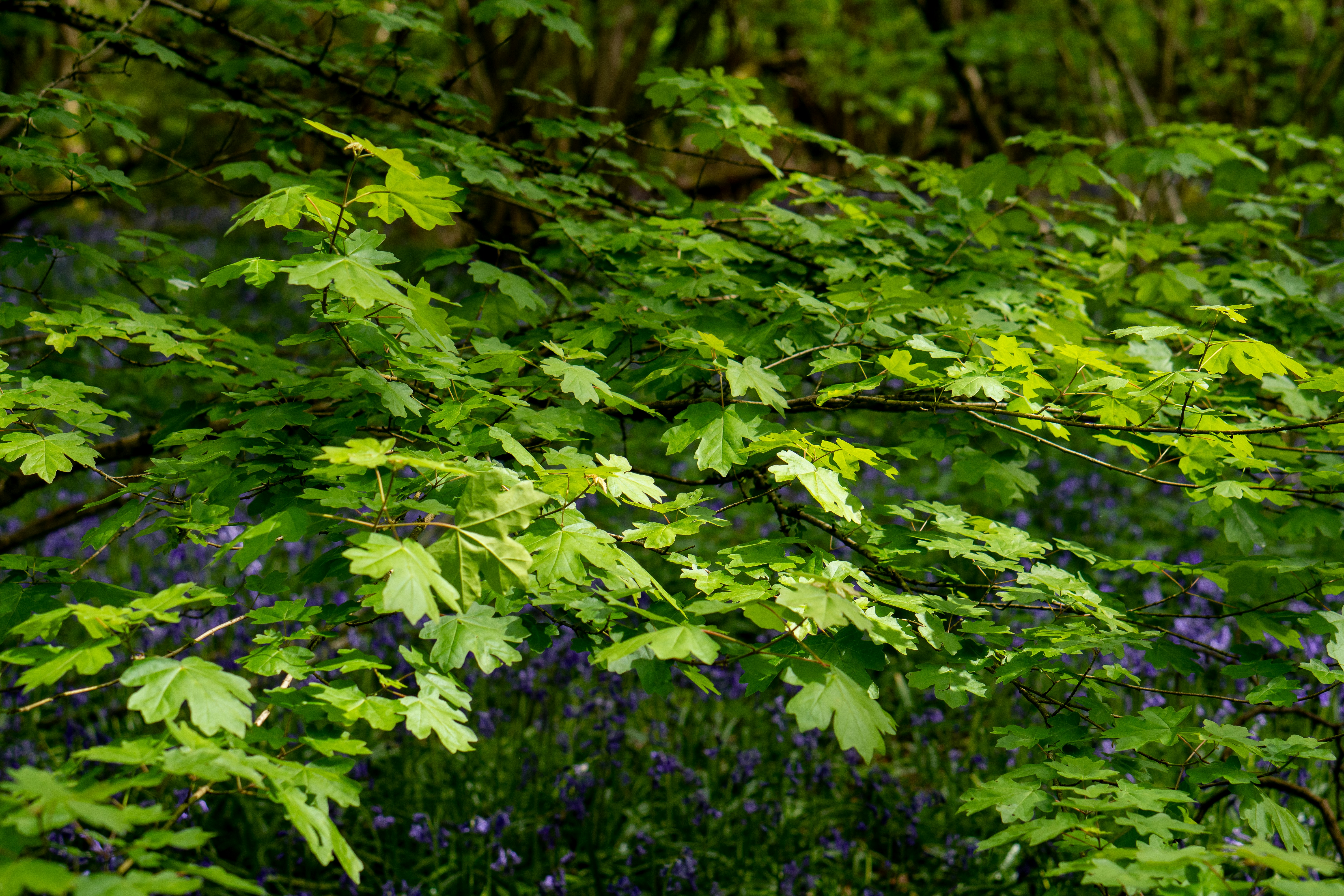 Emerald Canopy: Fresh Green Maple Fronds Over a Violet Understory
