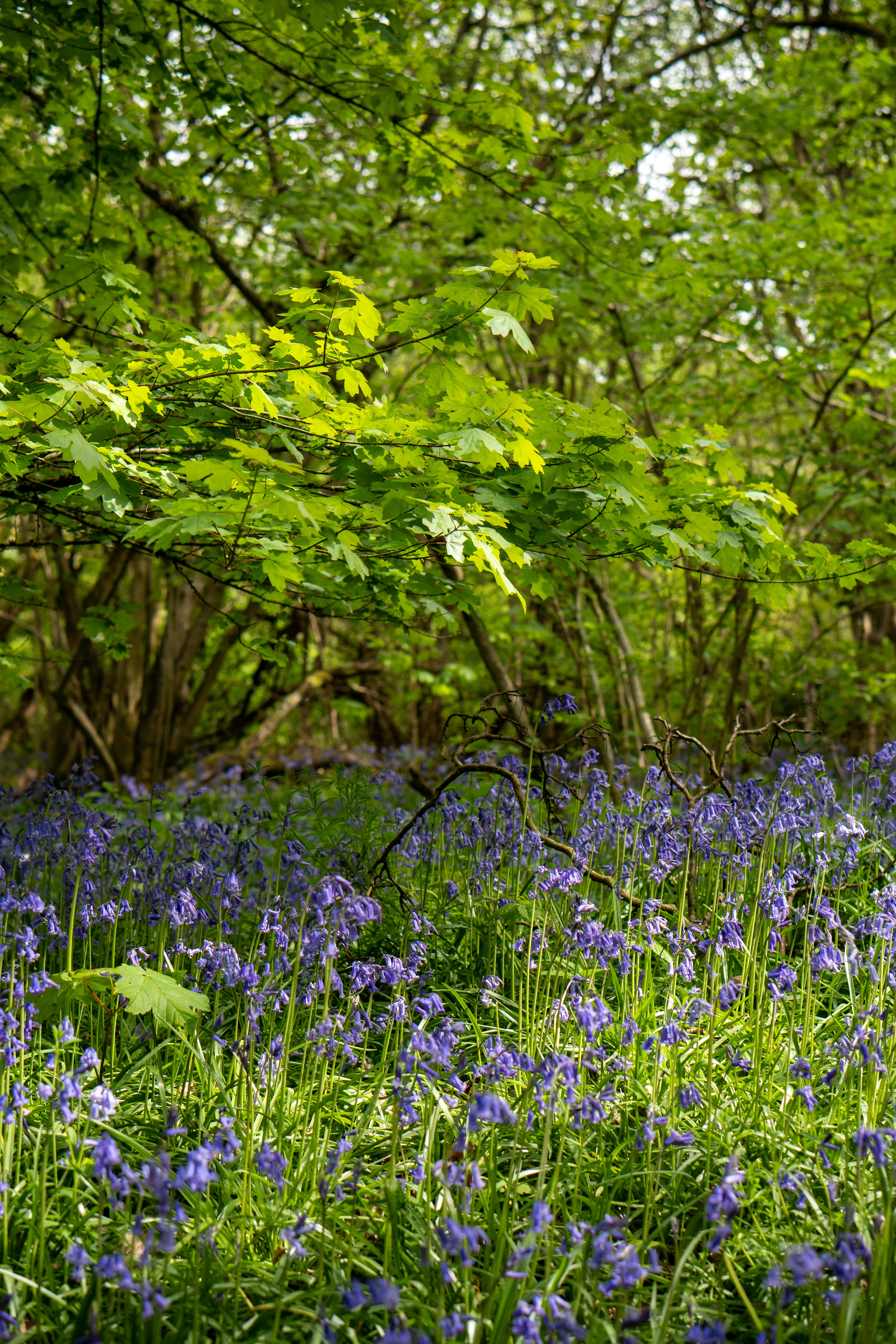 Emerald Canopy Over a Violet Meadow
