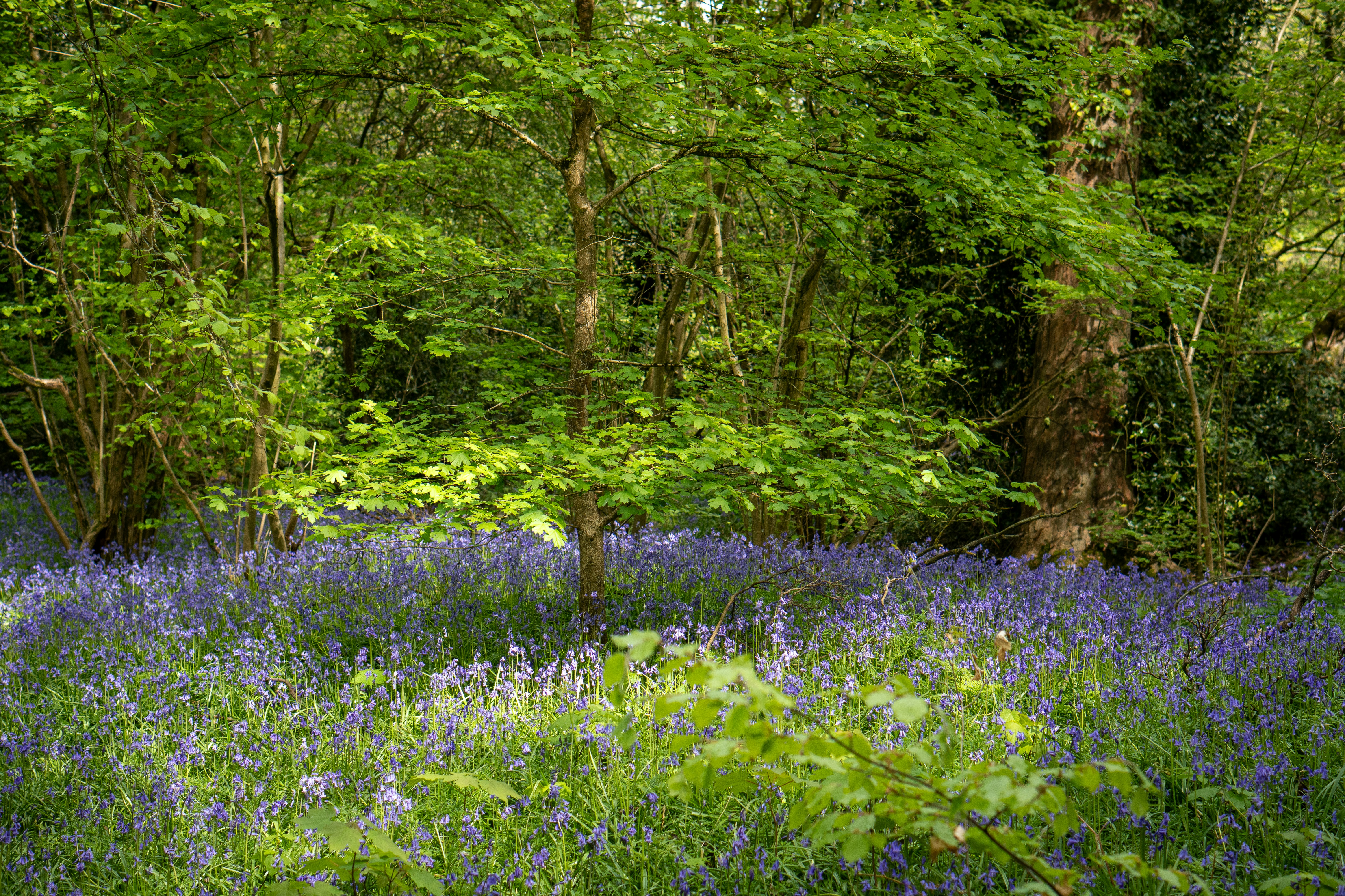 Bluebell River: Morning Light Through a Woodland Carpet