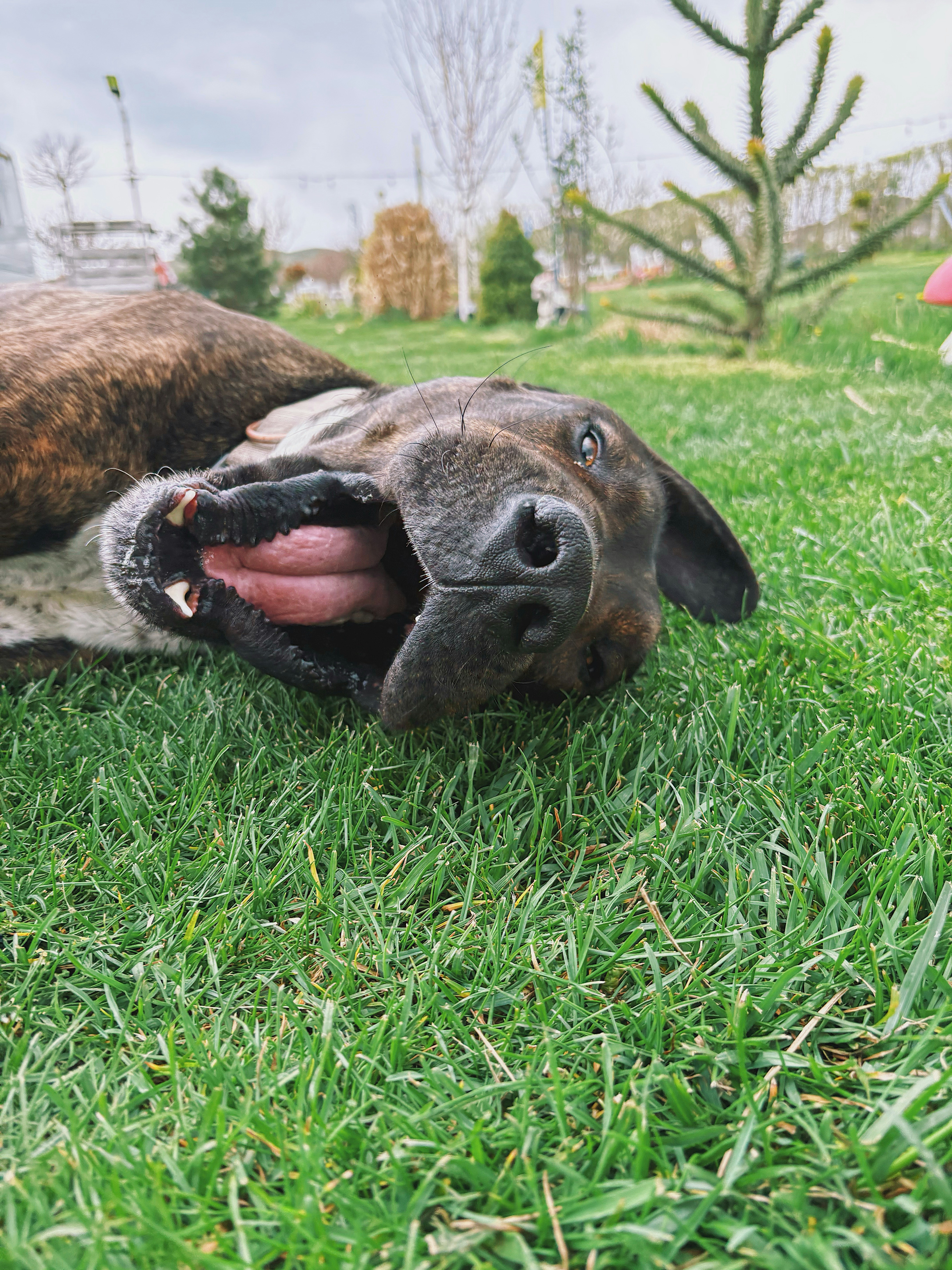 A Joyful Sprawl: A Dog's Playful Sleep on Lush Grass