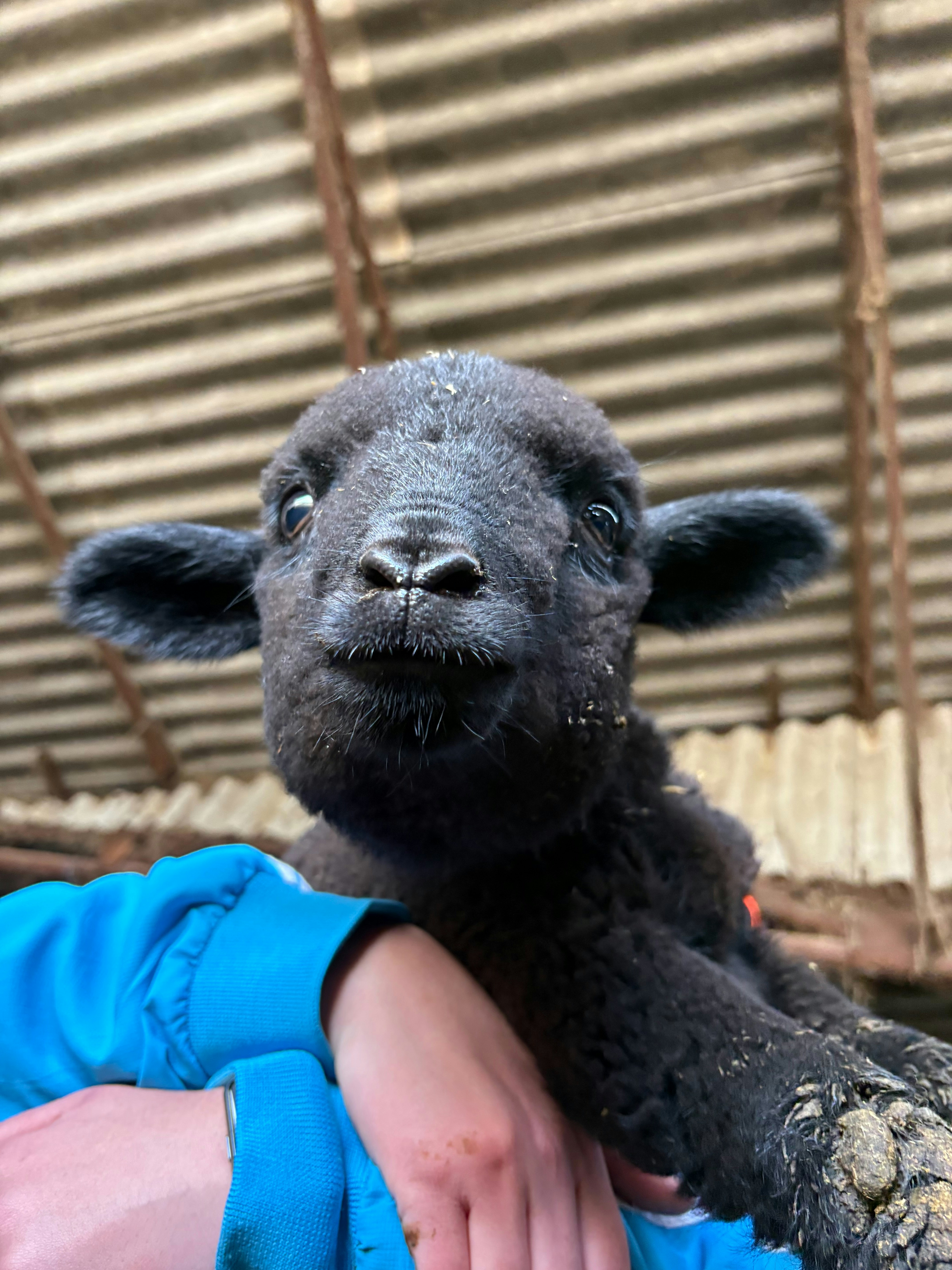 Curious Kiln-Black Lamb: A Baby Goat in a Handheld Hug