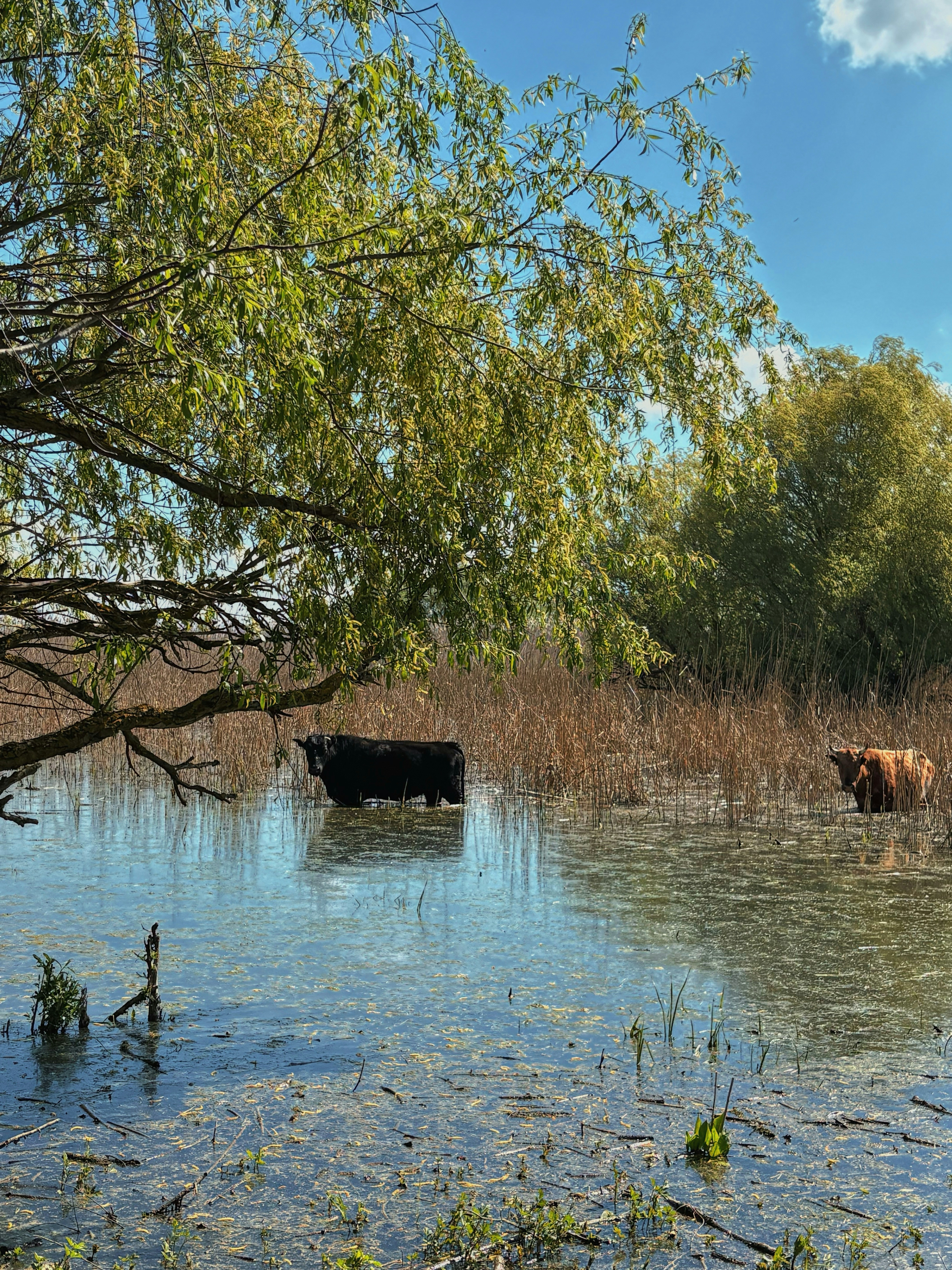 Cattle in a sunlit marsh under a drooping willow