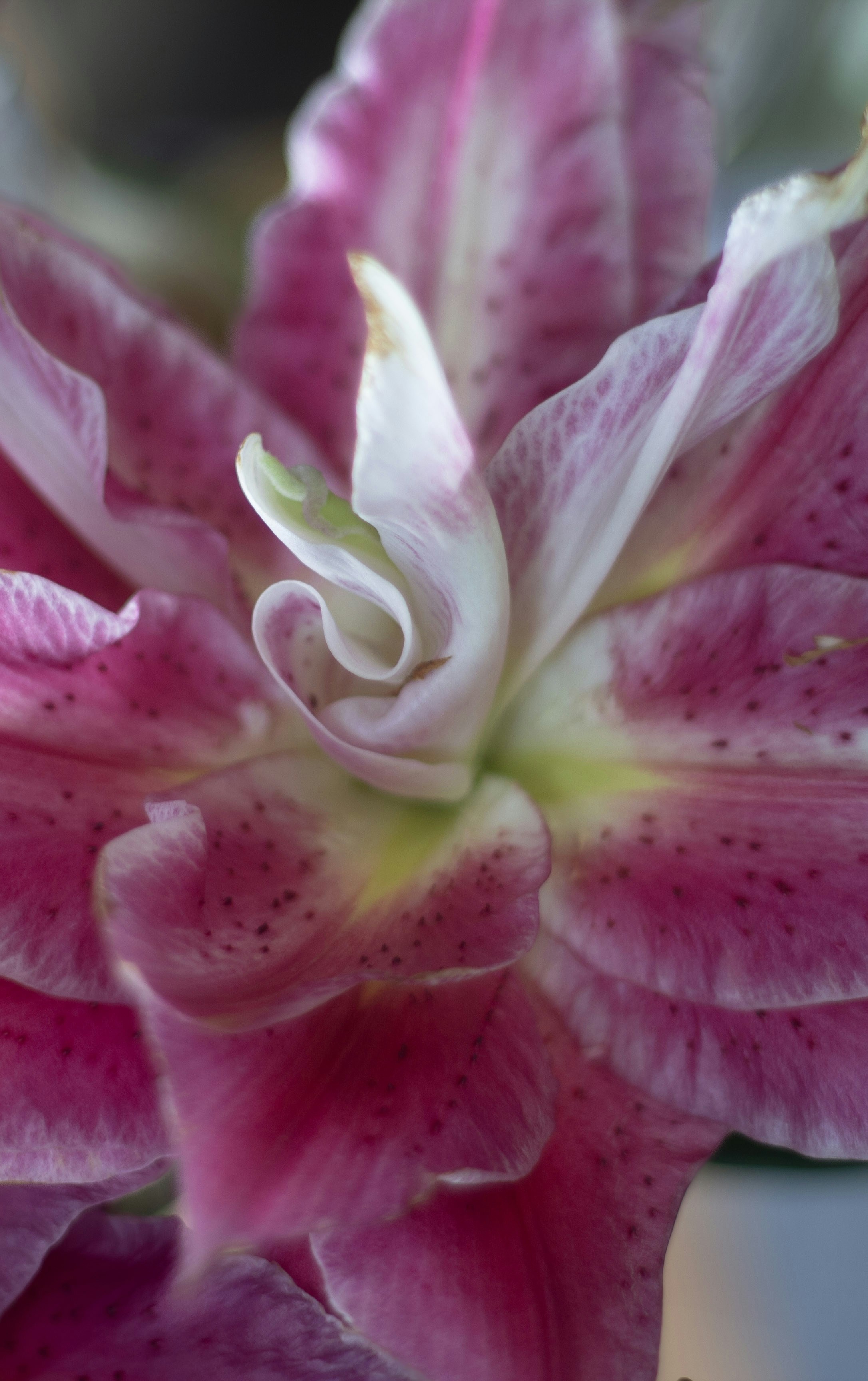 Pink Tulip Spiral: Close-Up Center Bloom