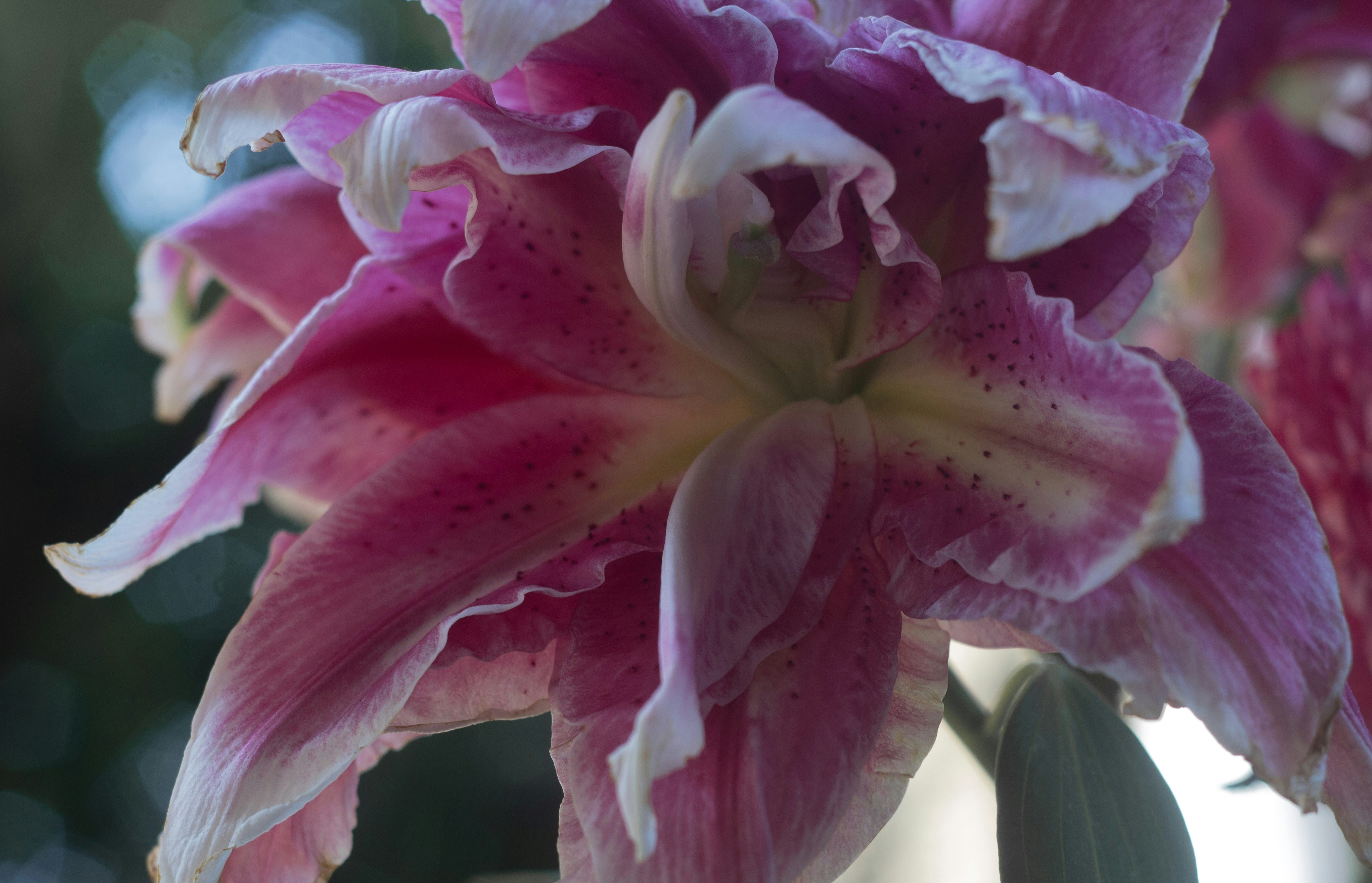 Petal Whispers: Close-Up of a Pink Lily Bloom
