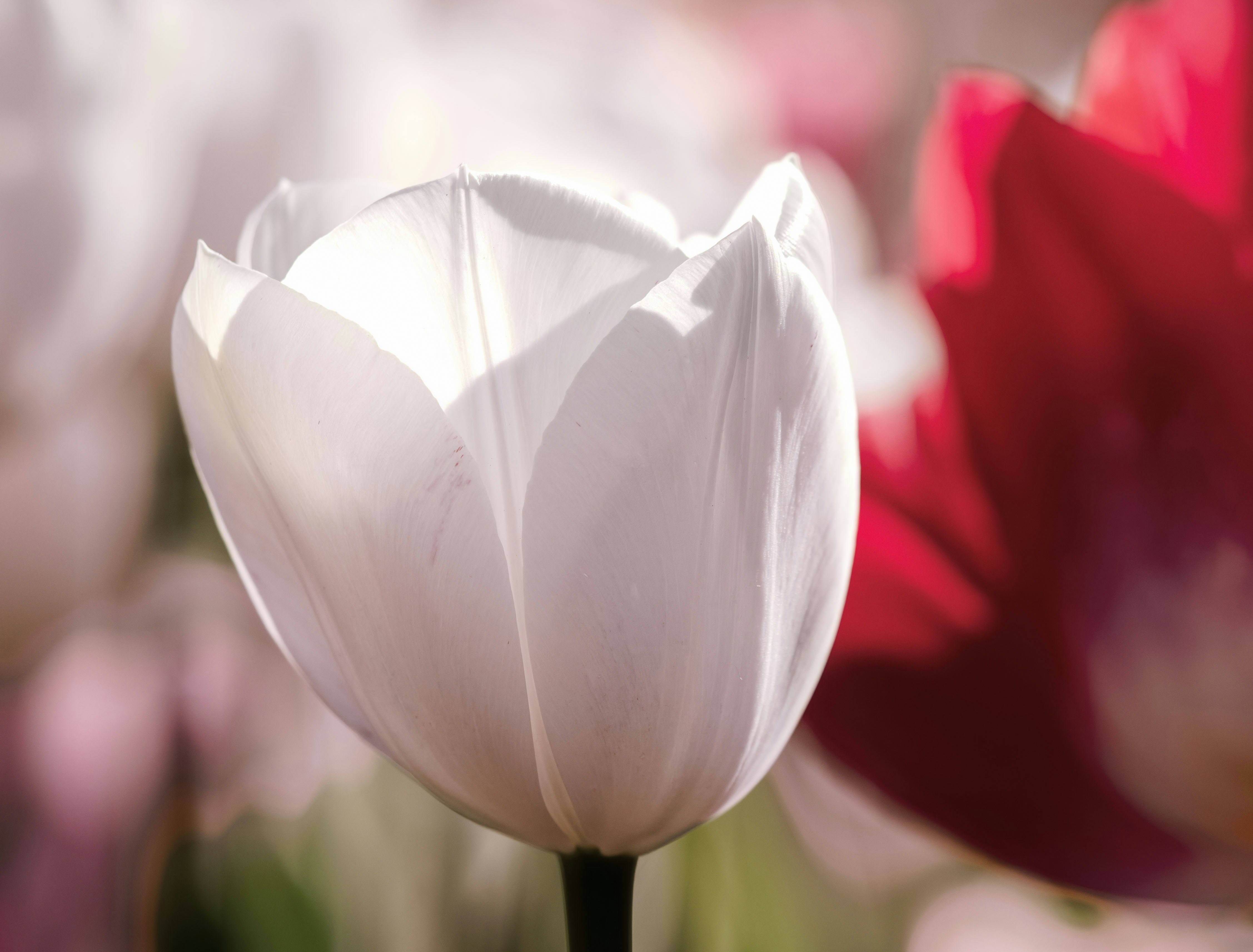 White Tulip in Soft Focus Bloom Amidst Colorful Backdrop