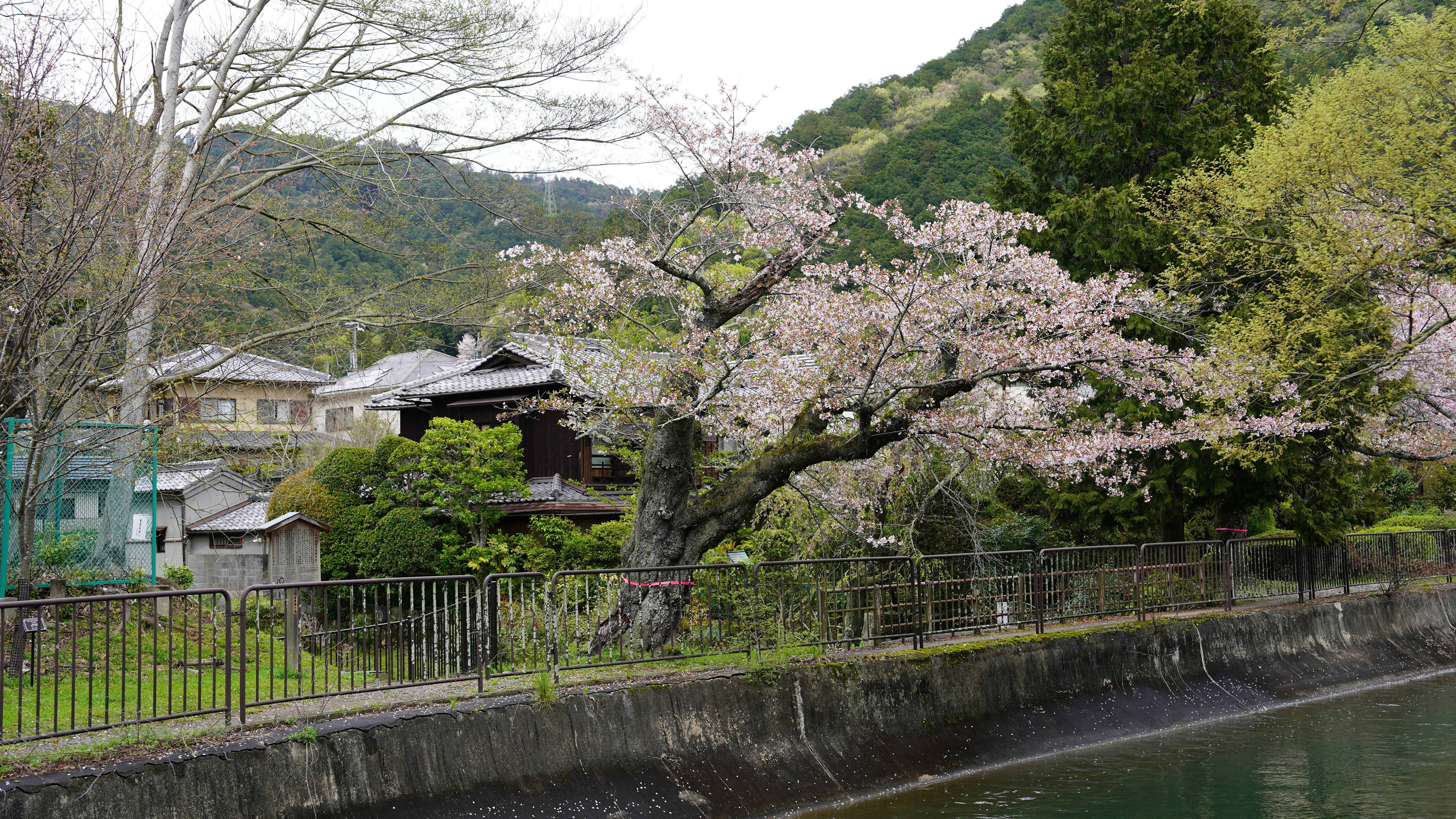 Cherry Tree Overlooking the Riverside Village