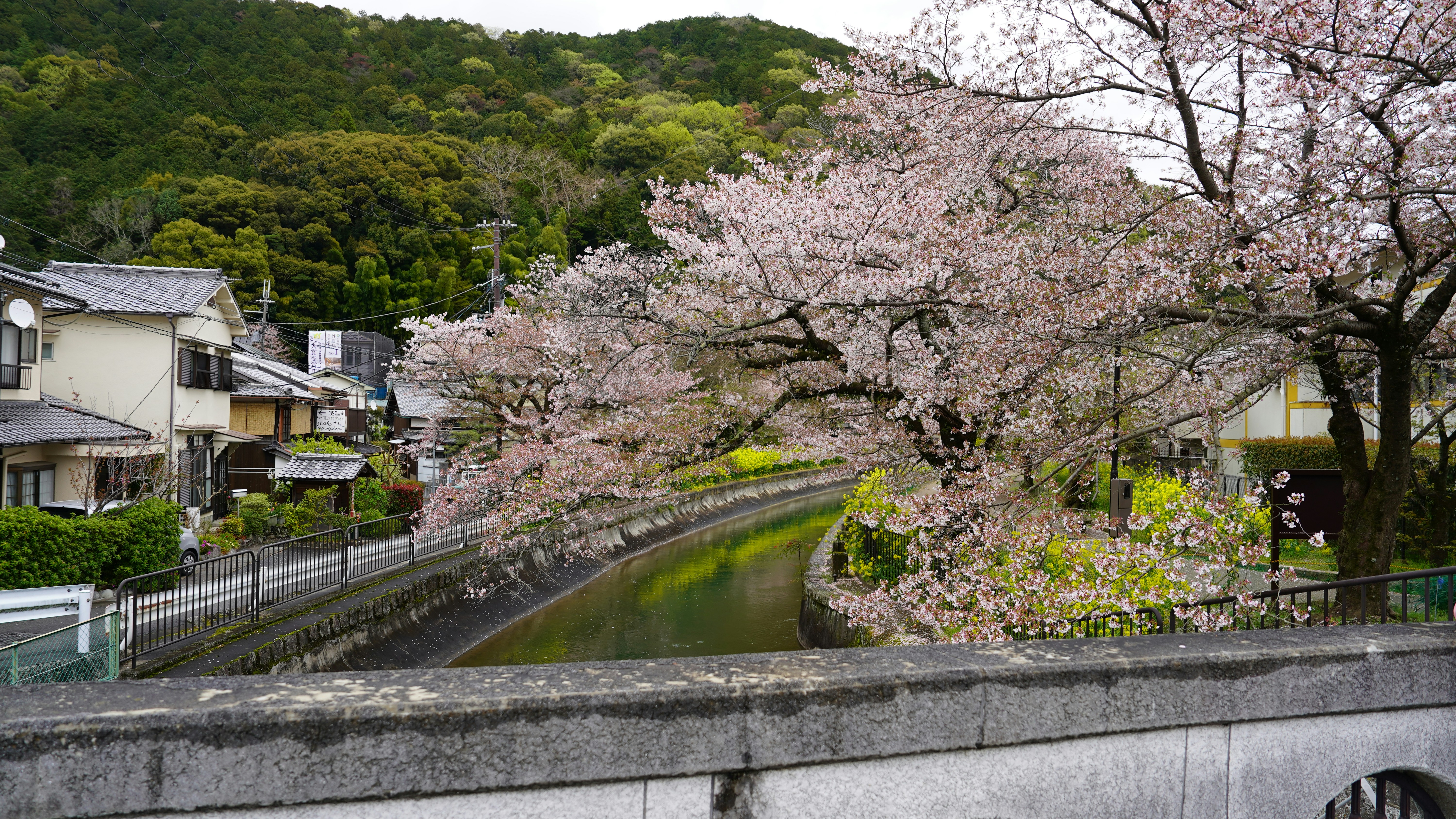 Cherry Blossom Veil Over the Riverbank