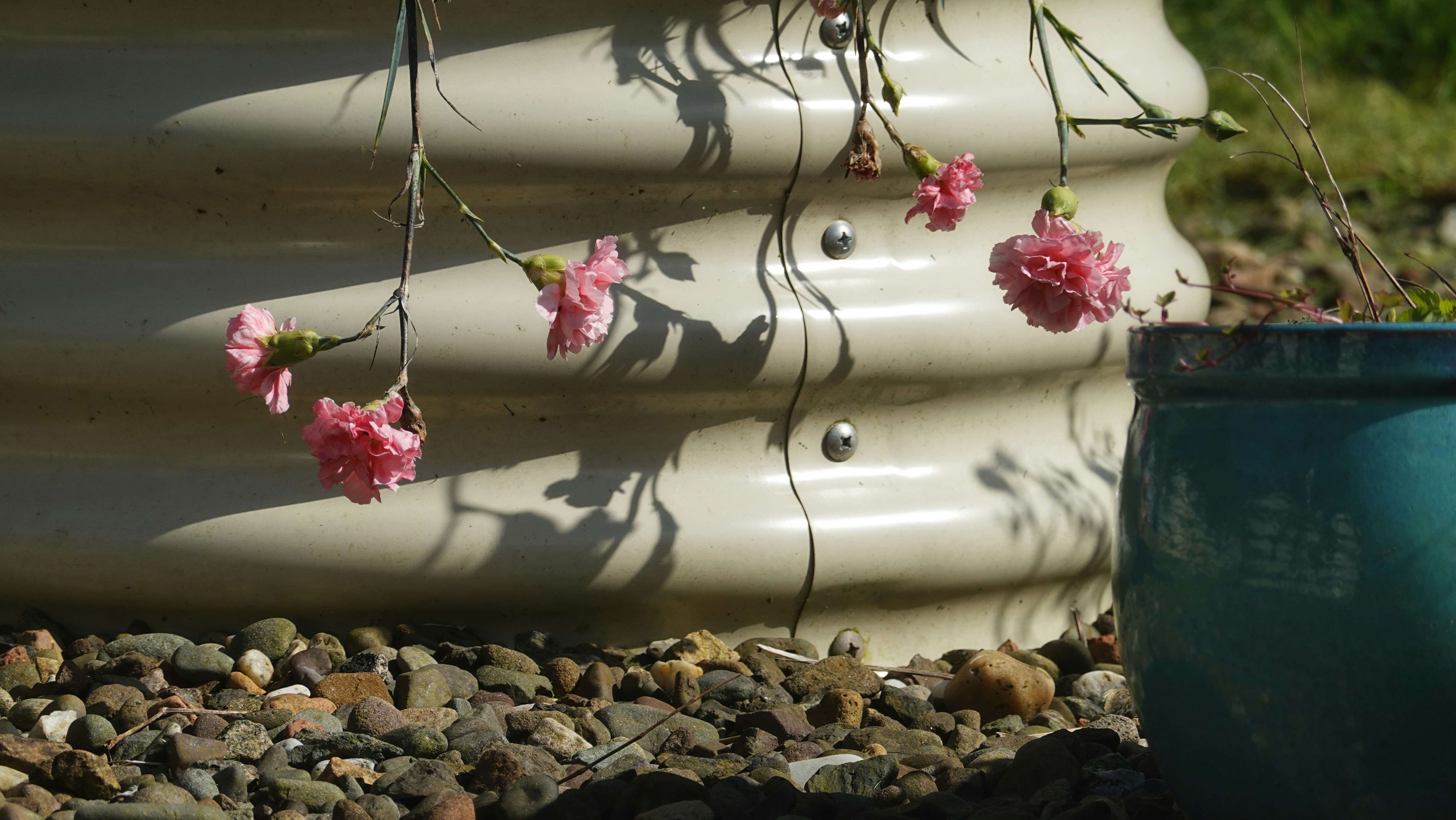 Pink blooms in shadowed courtyard beside corrugated metal
