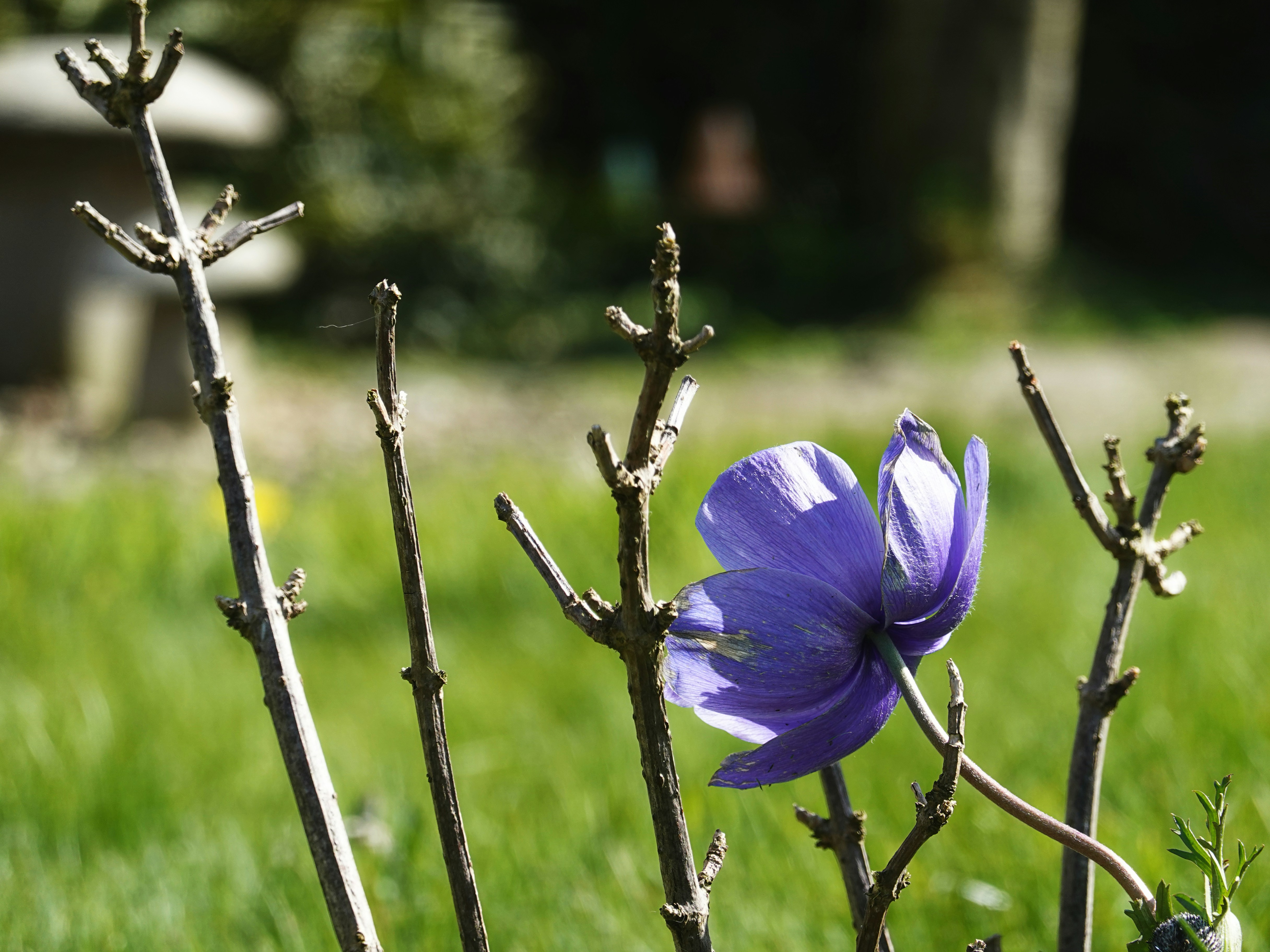 Azure Bloom Amid Bare Stems