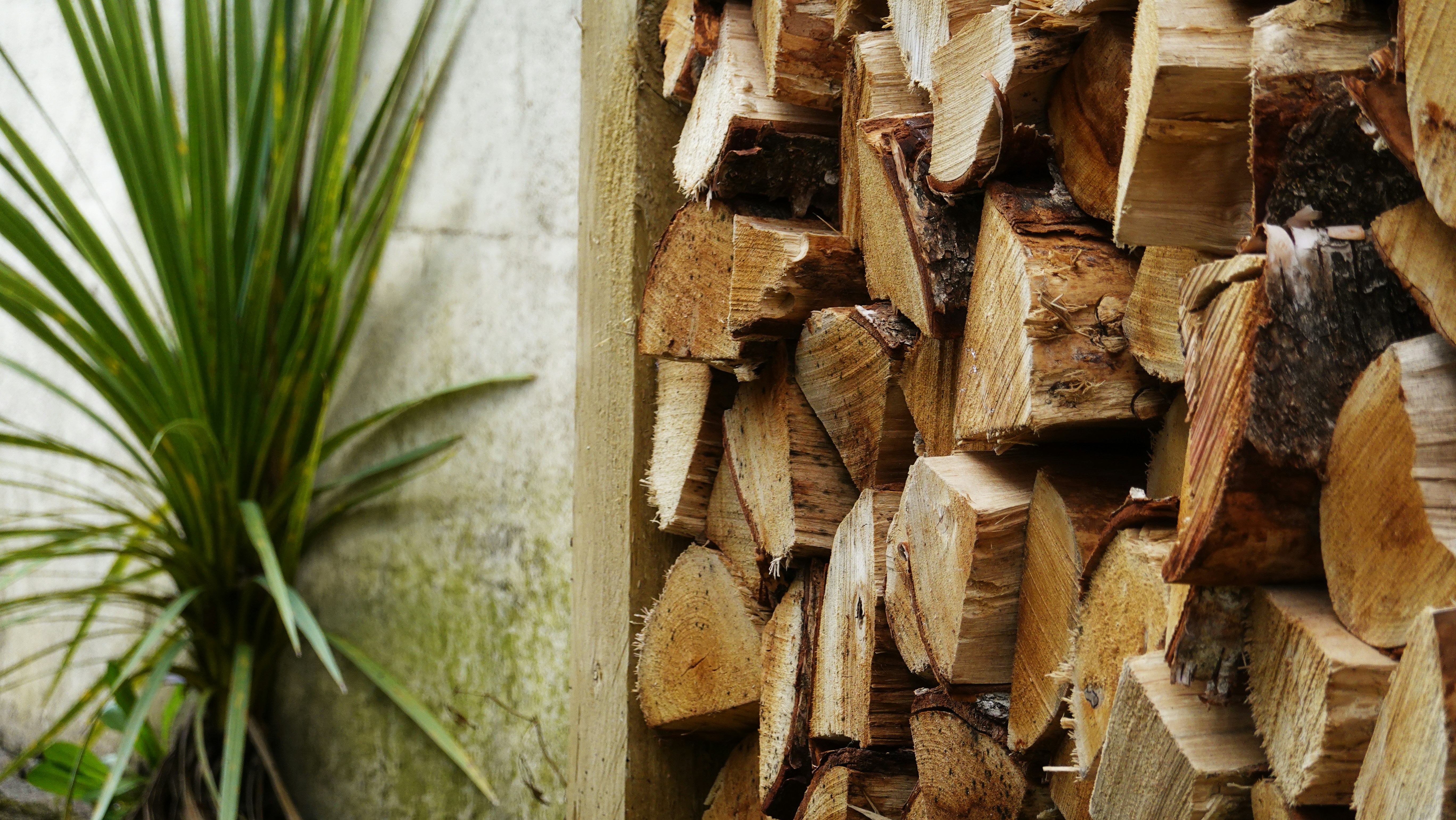 Stacked Kindling by a Green Wall