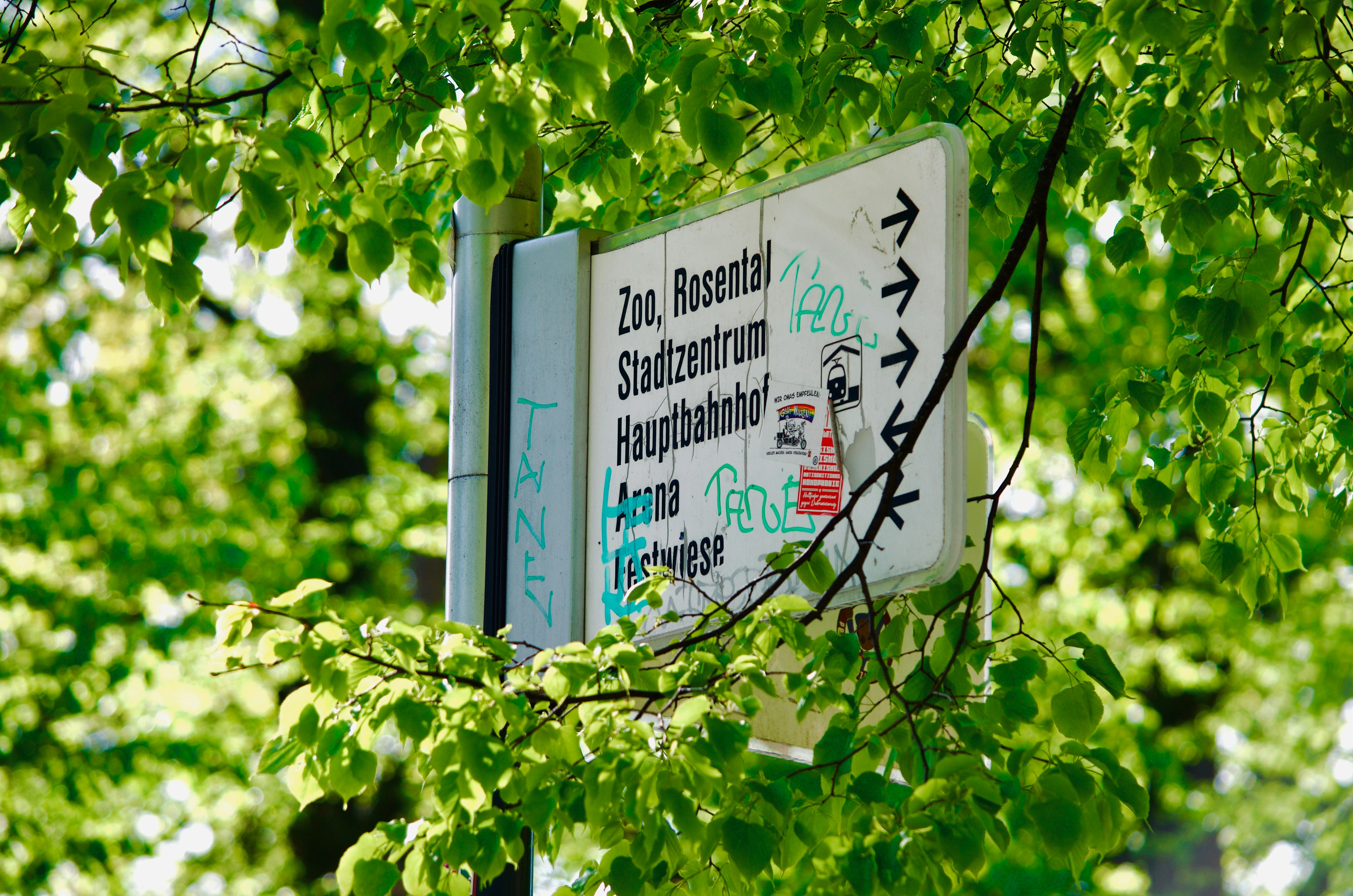 Signposted in the Canopy: A Graffiti-Decorated Street Sign Amid Greenery