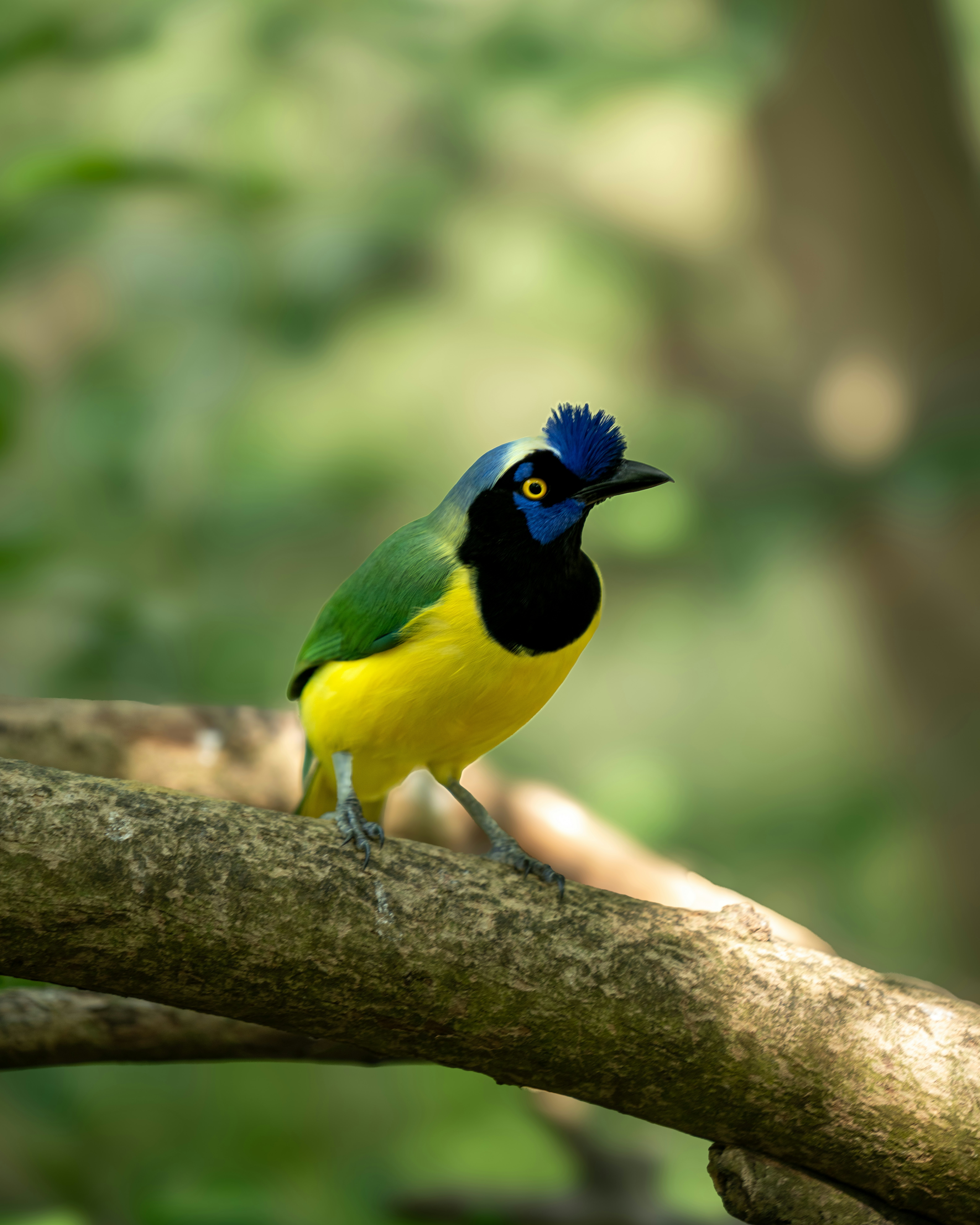 Blue-eared Kingfisher on a sunlit branch