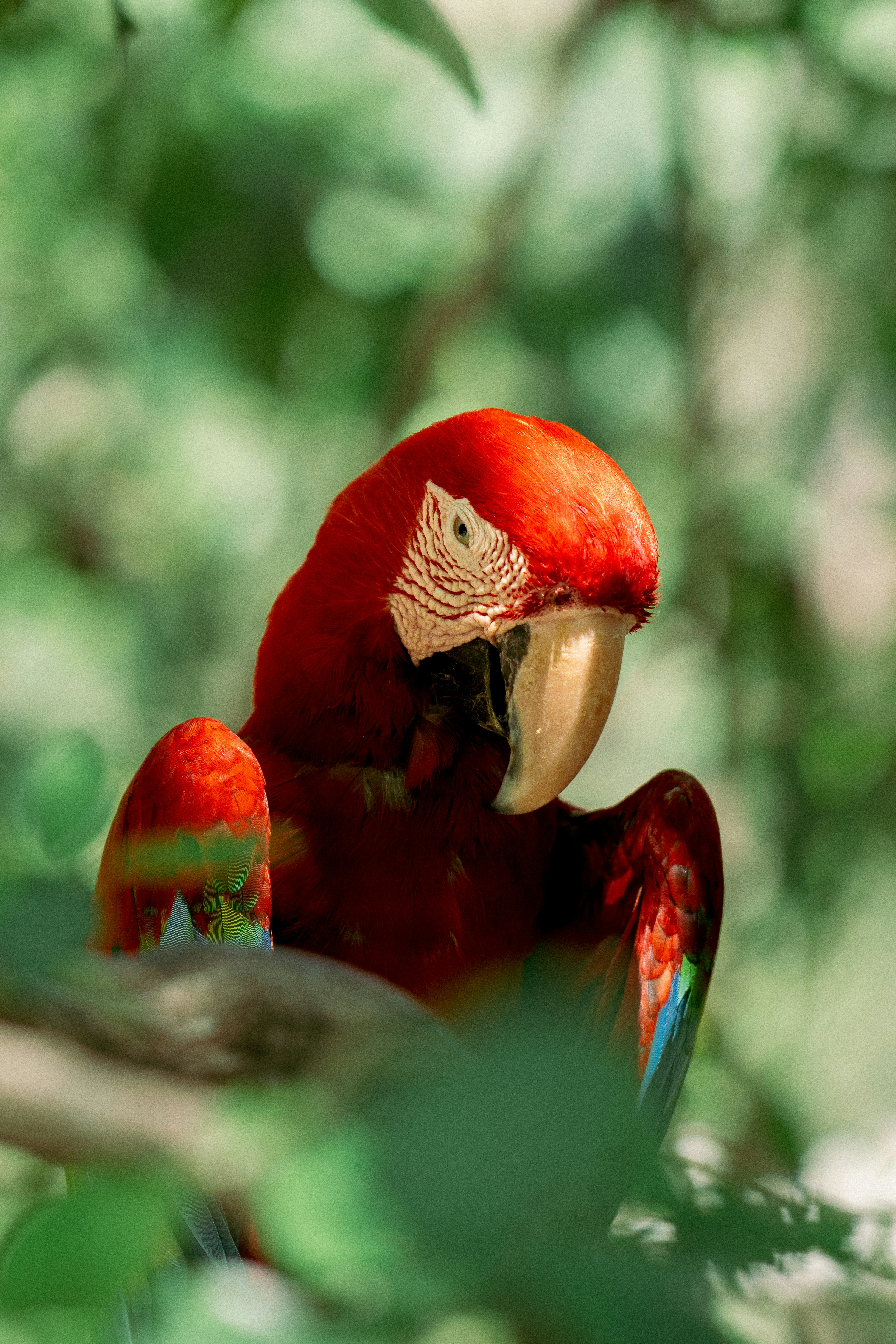 Crimson King: A Scarlet Parrot Beneath Forest Dapple