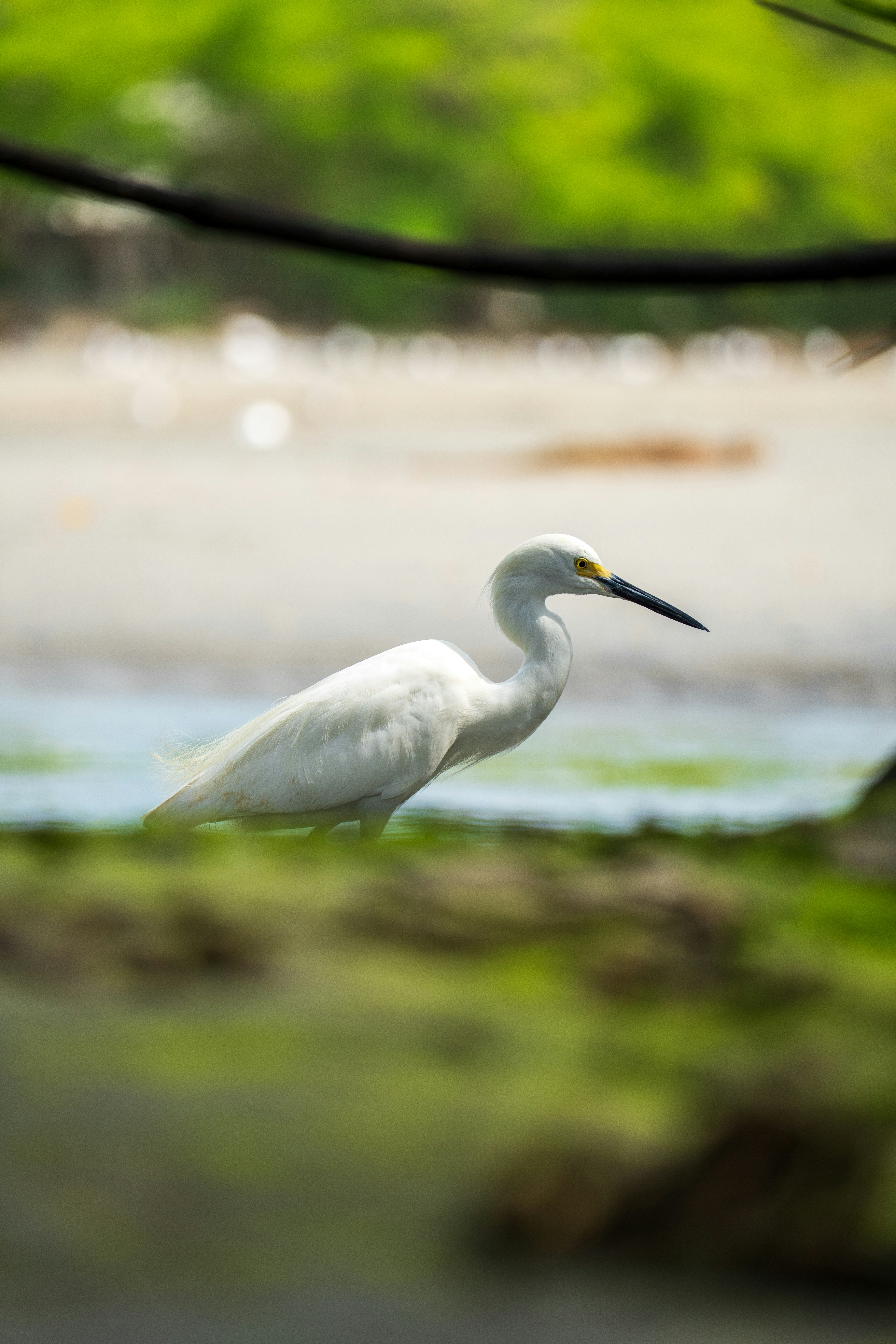 White Heron in Soft Focus Marsh