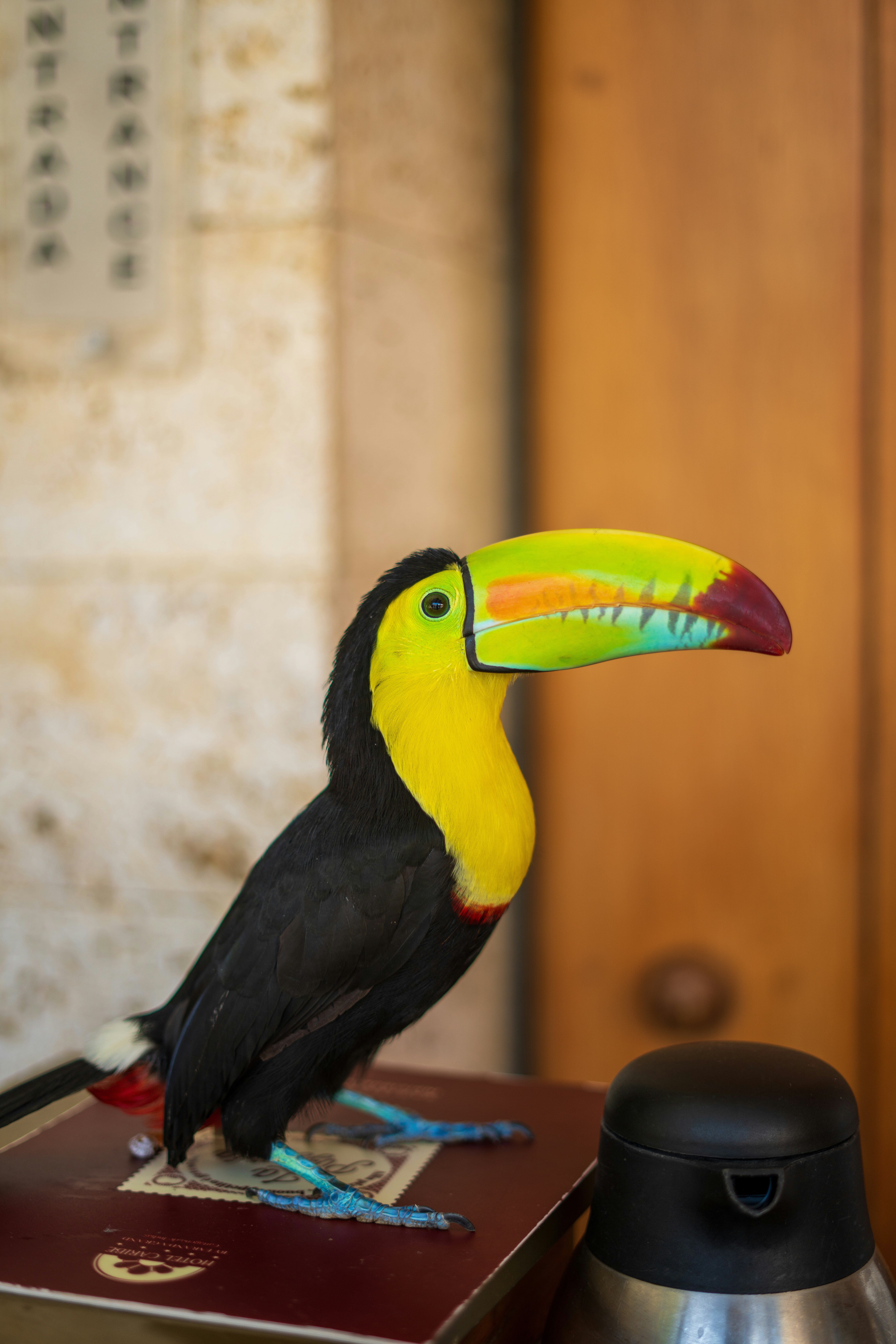 Yellow-rumped Toucan on a Display Stand