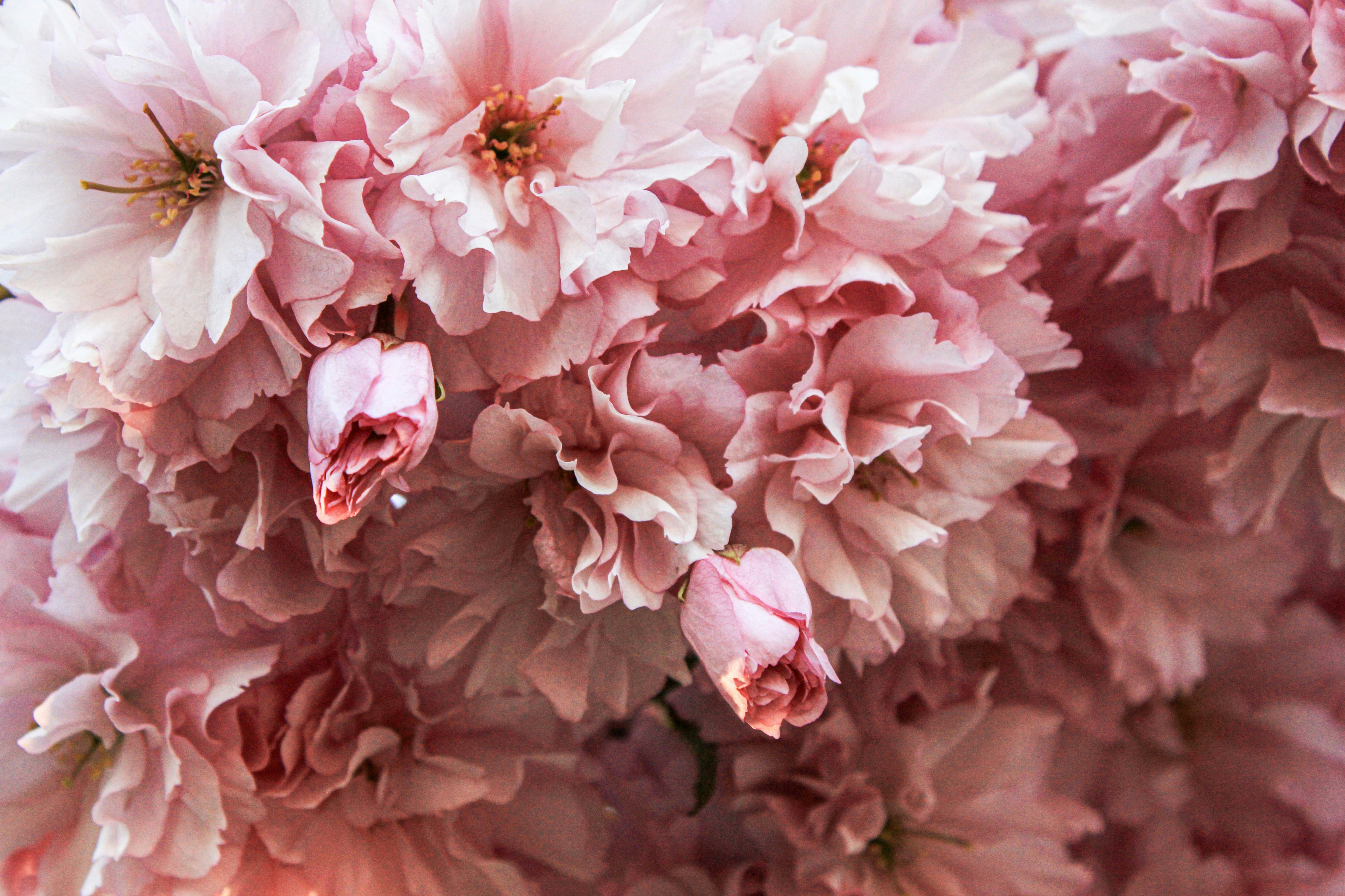 Soft Pink Bloom Wave