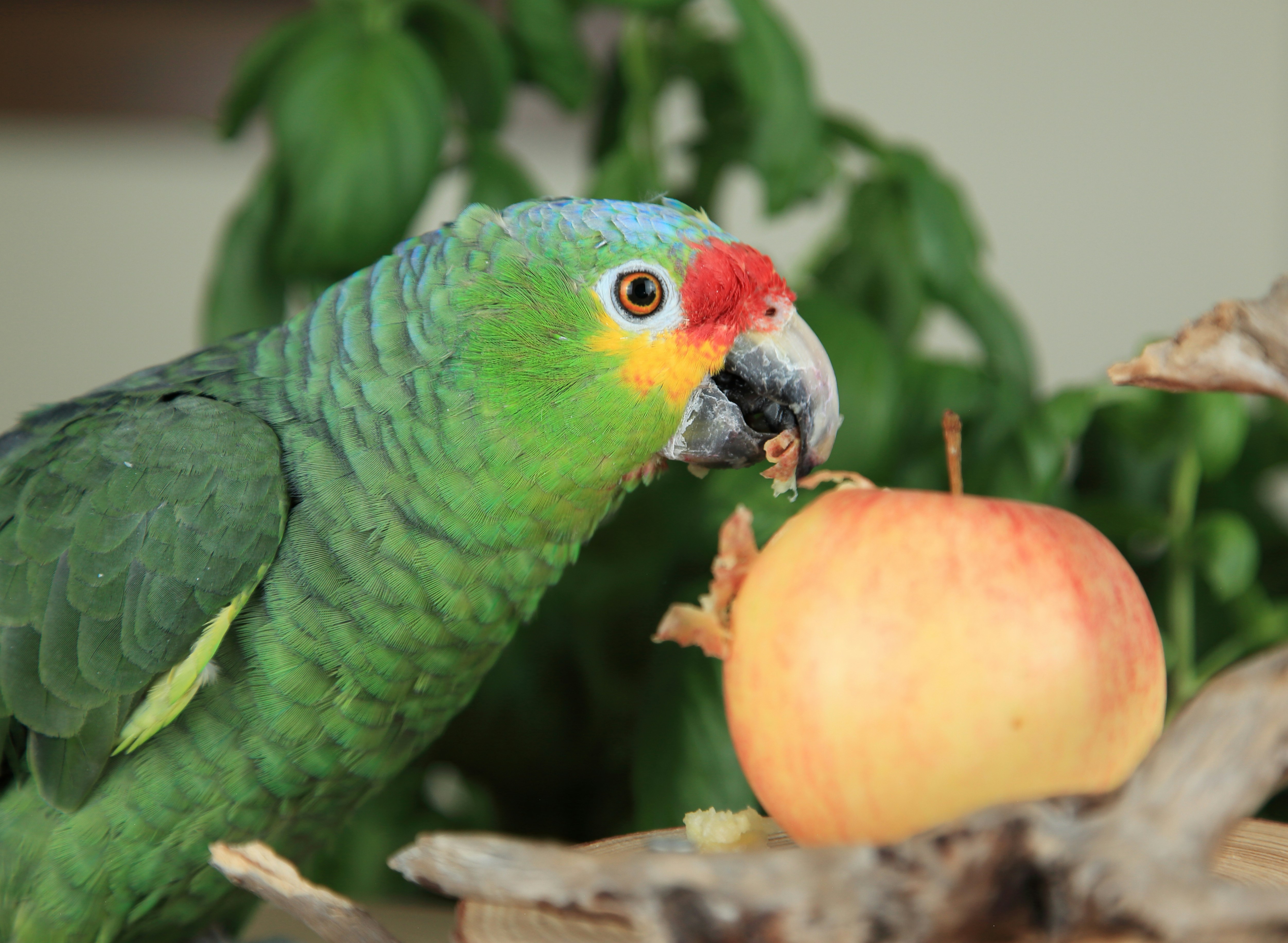Vivid Green Macaw at Apple Stop