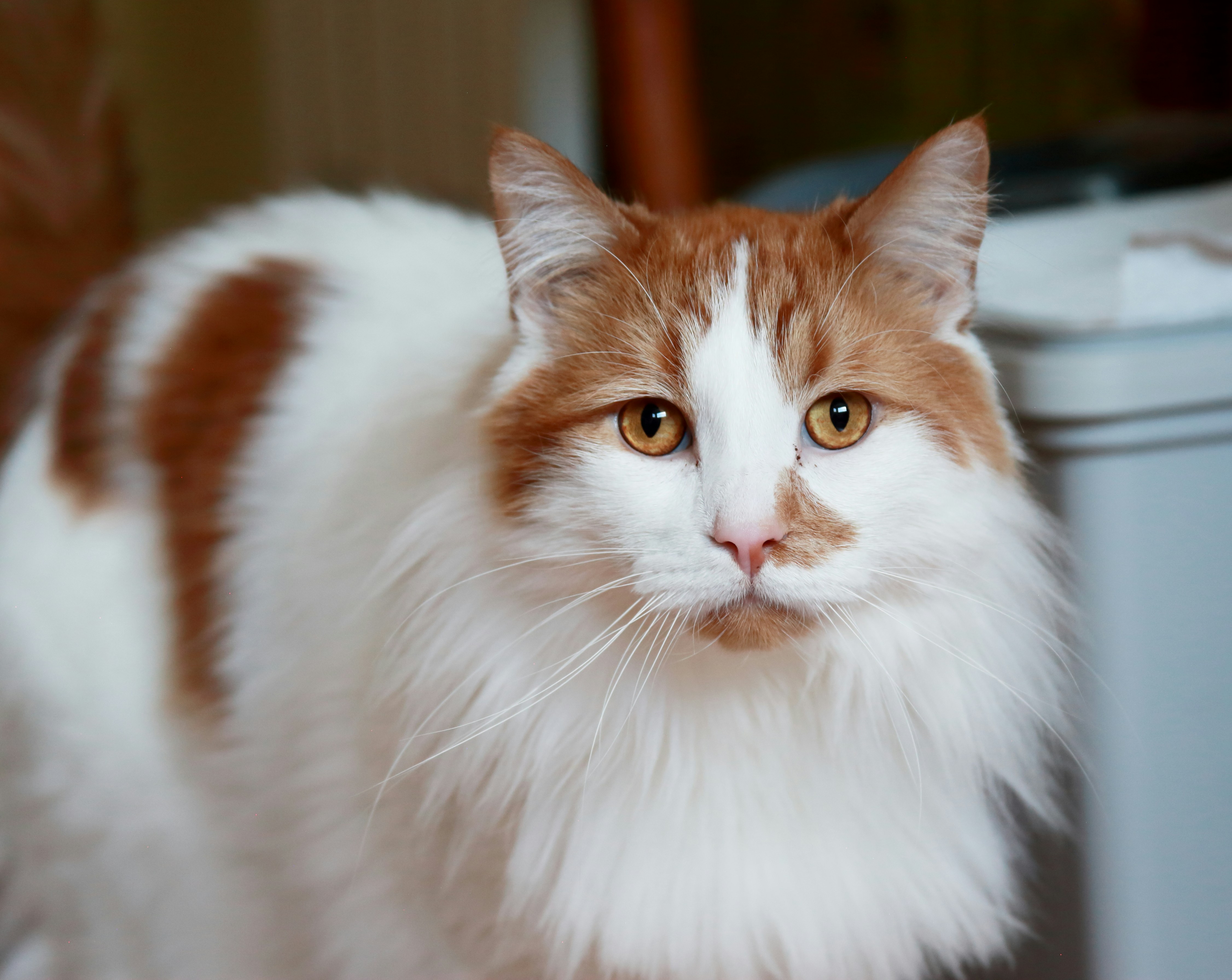 Amber-eyed Whiskers: A Calm Moment with a Fluffy Ginger Cat