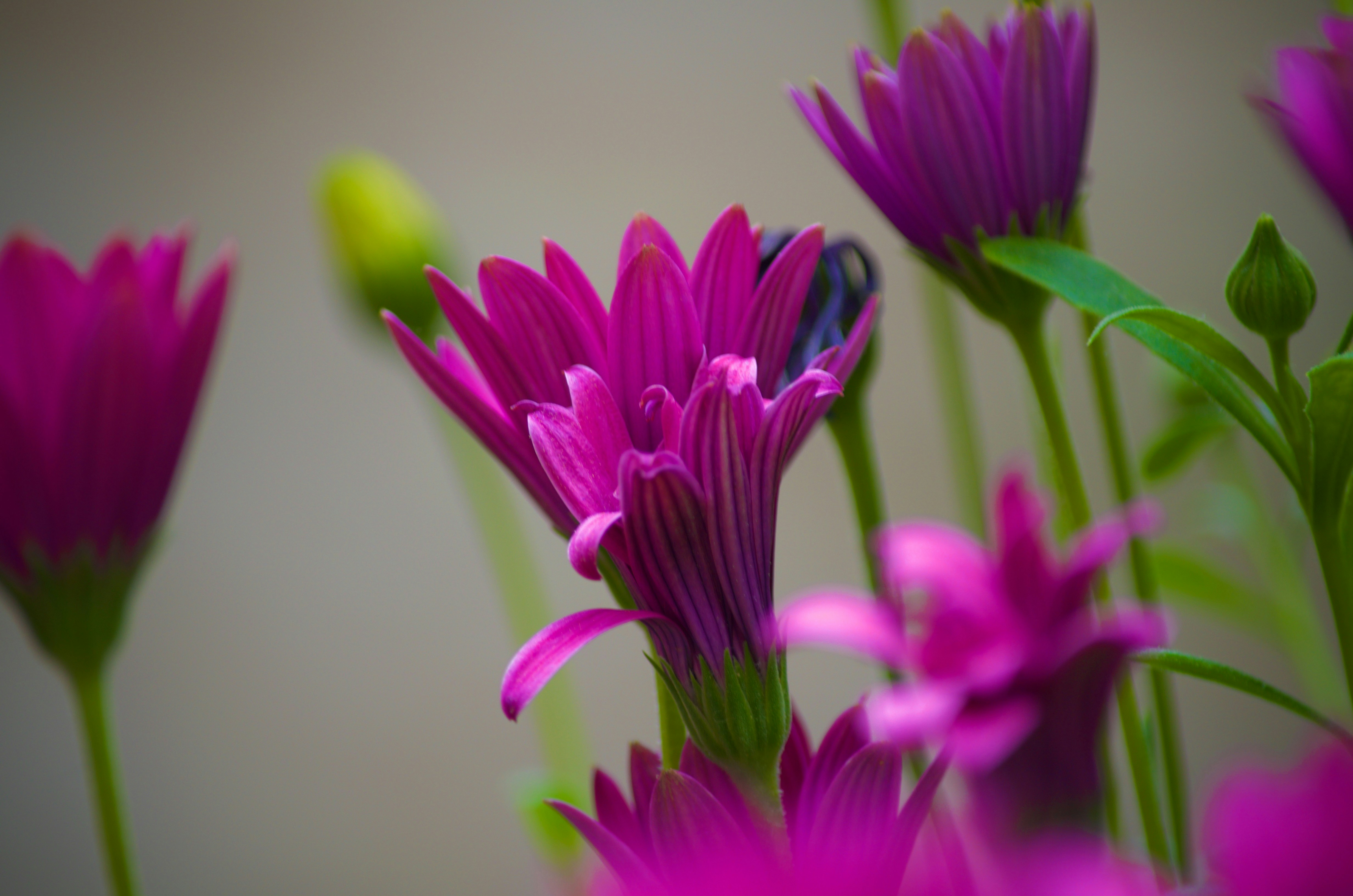 Crimson Bloom in Soft Focus: Central Daisy in a Field of Magenta