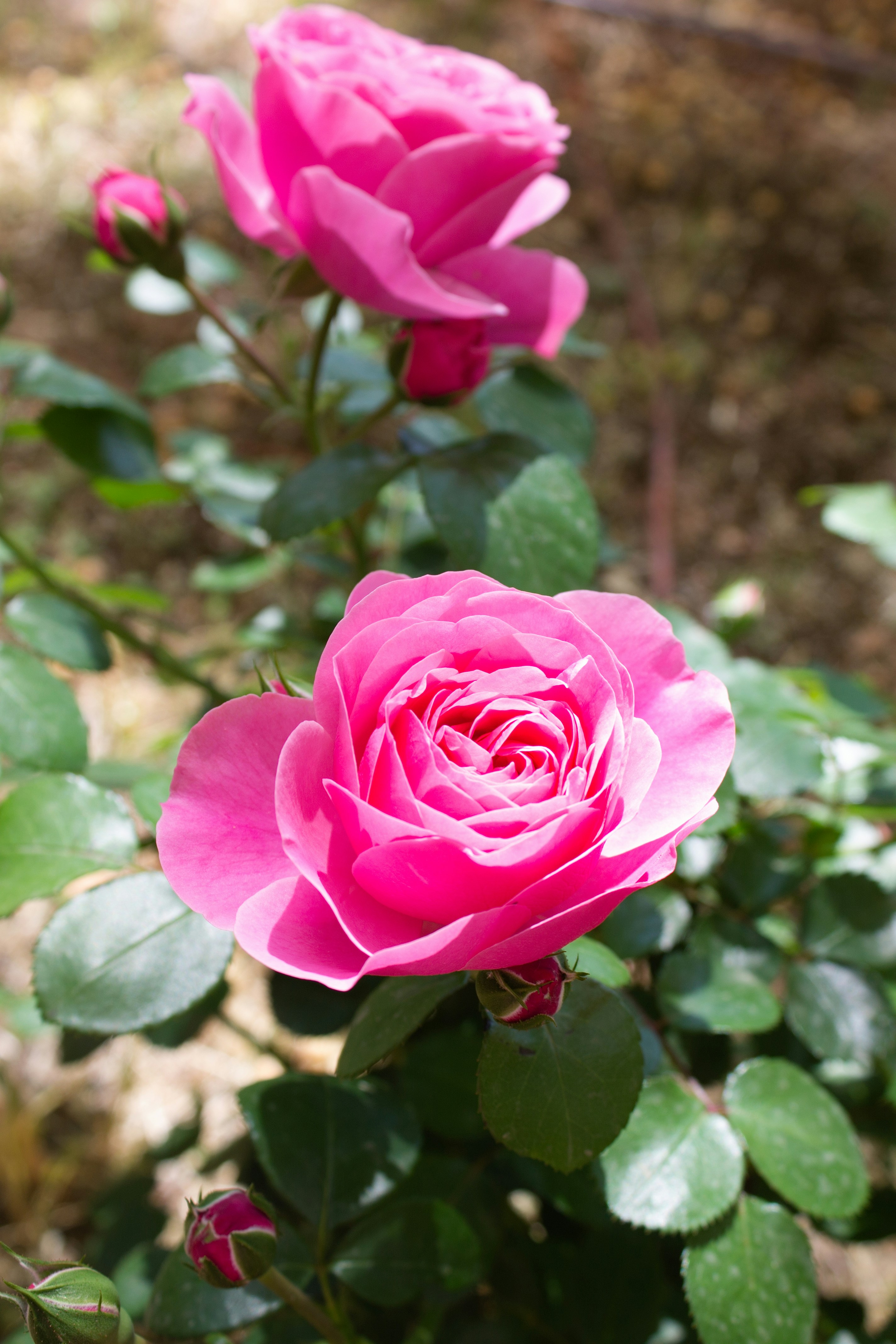 Pink Rose in Focus: A Close-Up of Velvet Petals
