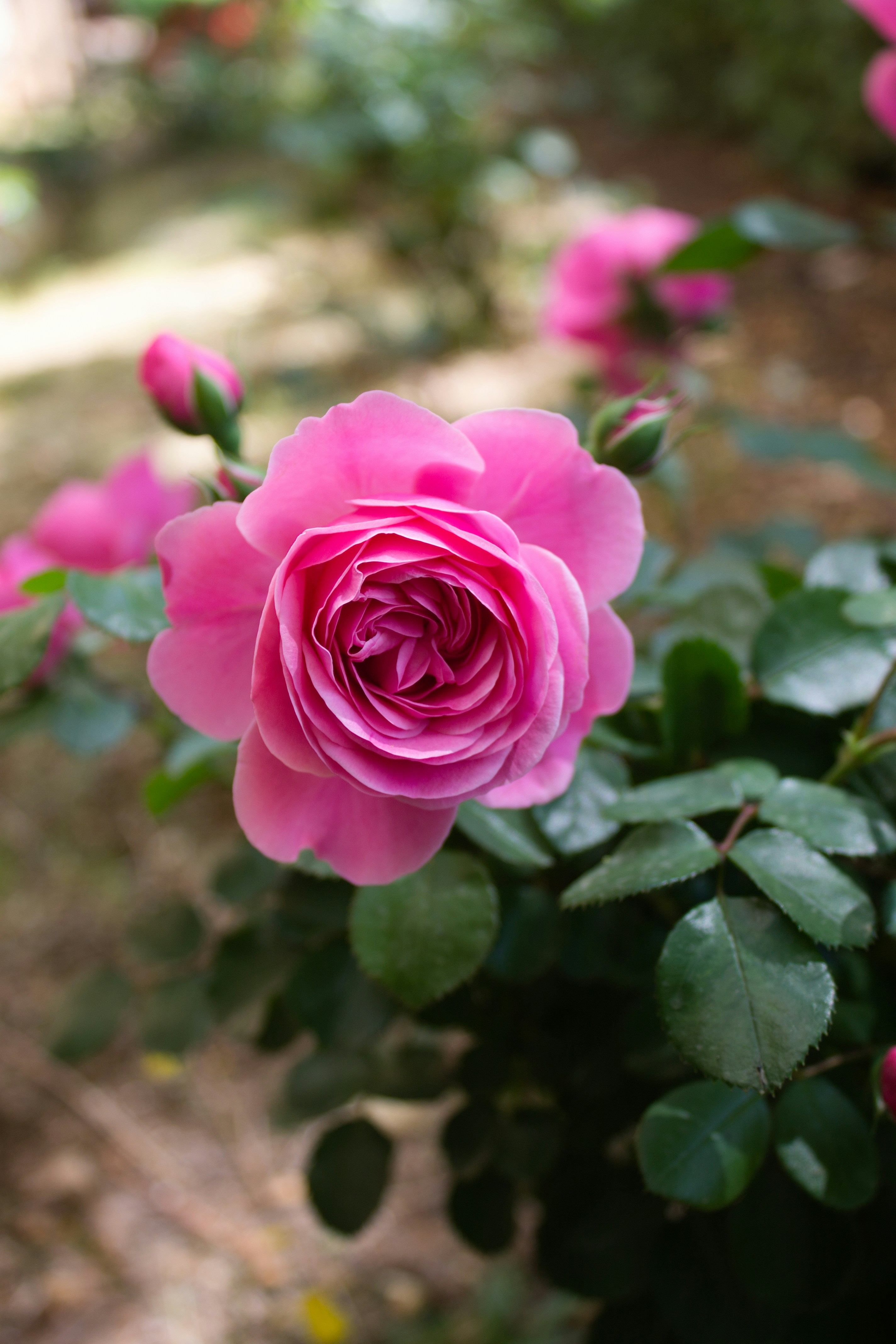 Pink Rose Coronation: A Portrait in Soft Focus
