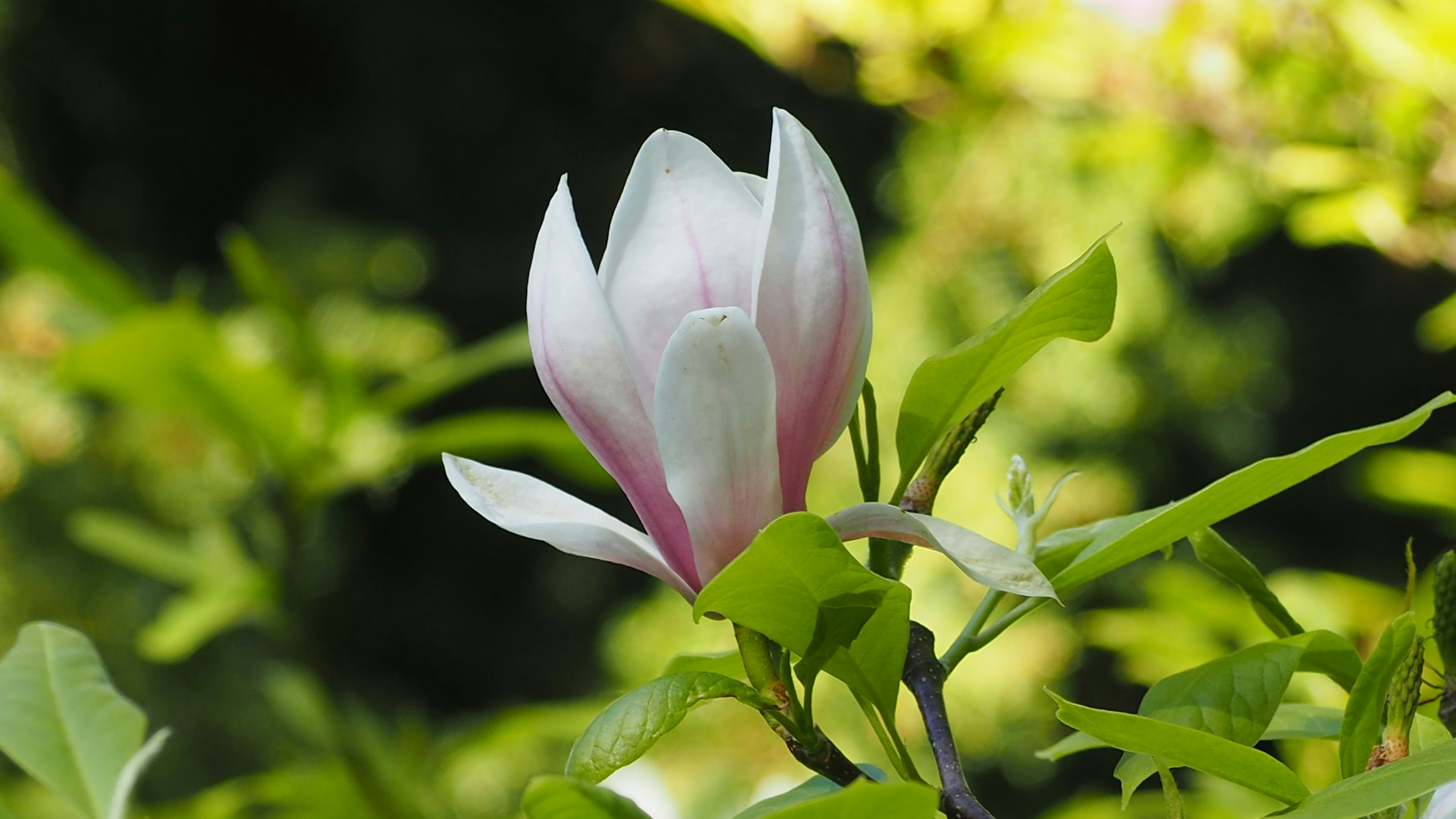 Pink-tipped Magnolia Bud Reaching Toward Light