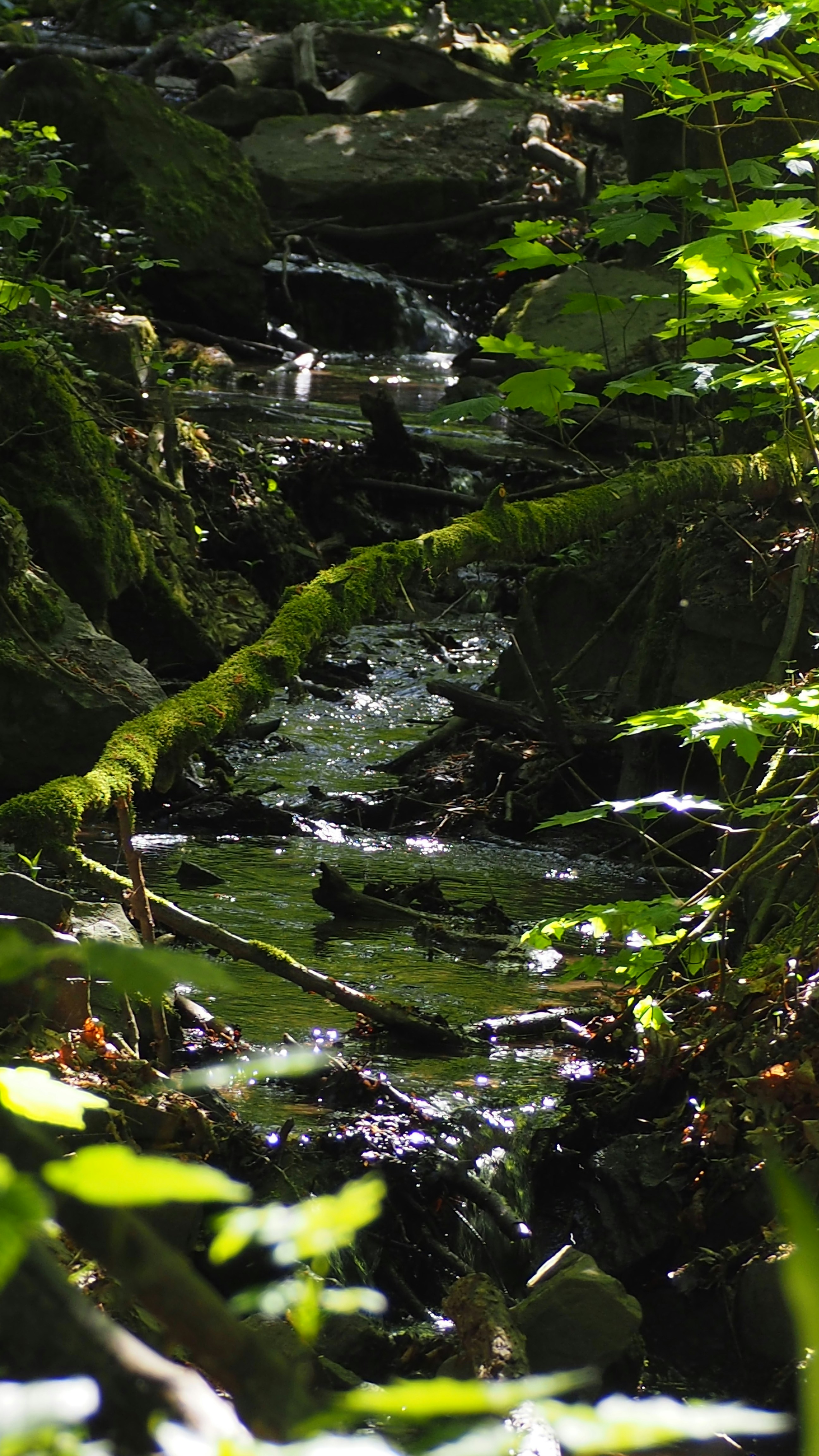 Moss-Crowned Stream Through a Shadowed Forest
