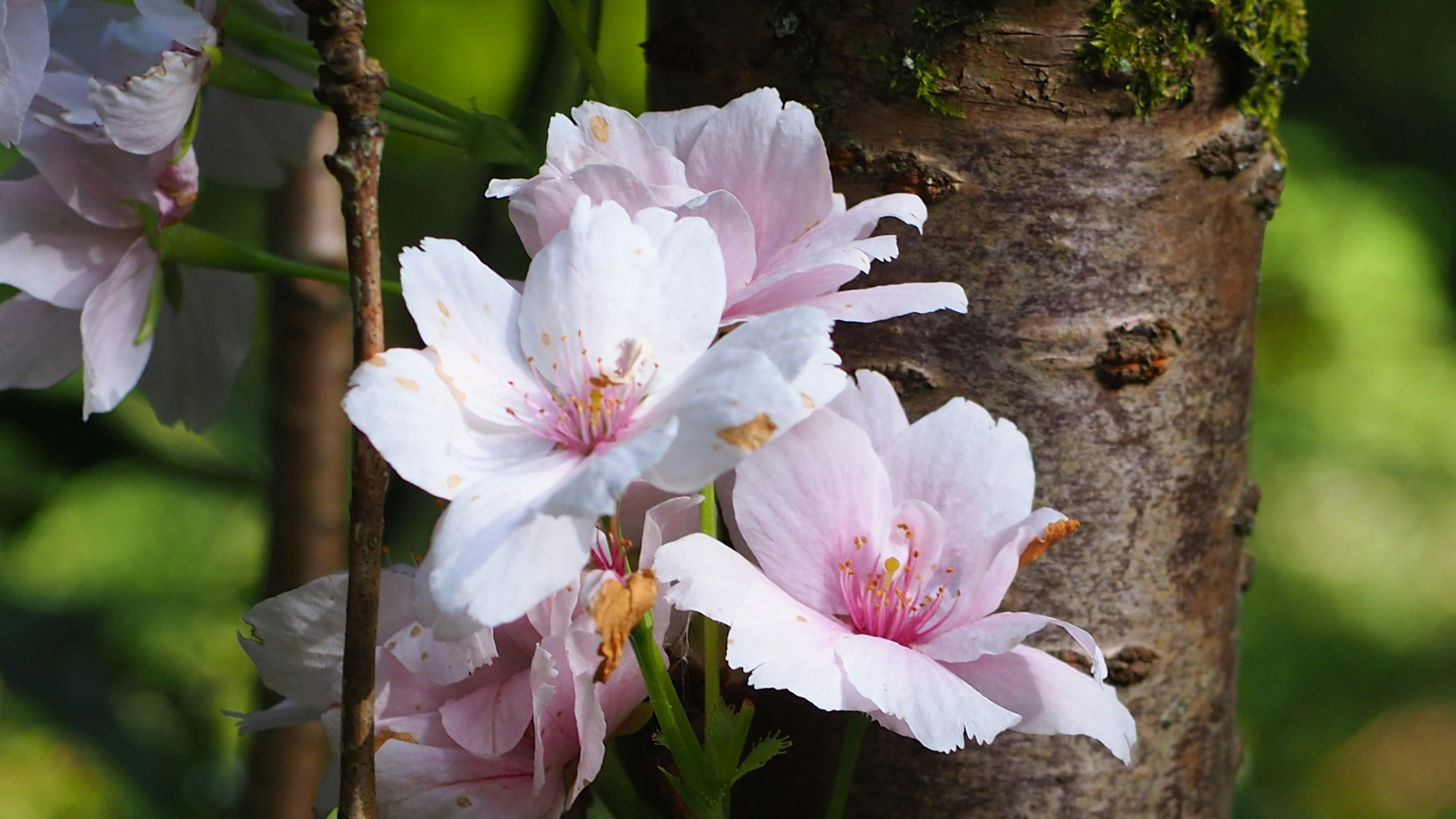 Soft Pink Bloom: Cherry Blossom Trellis at Dappled Shade