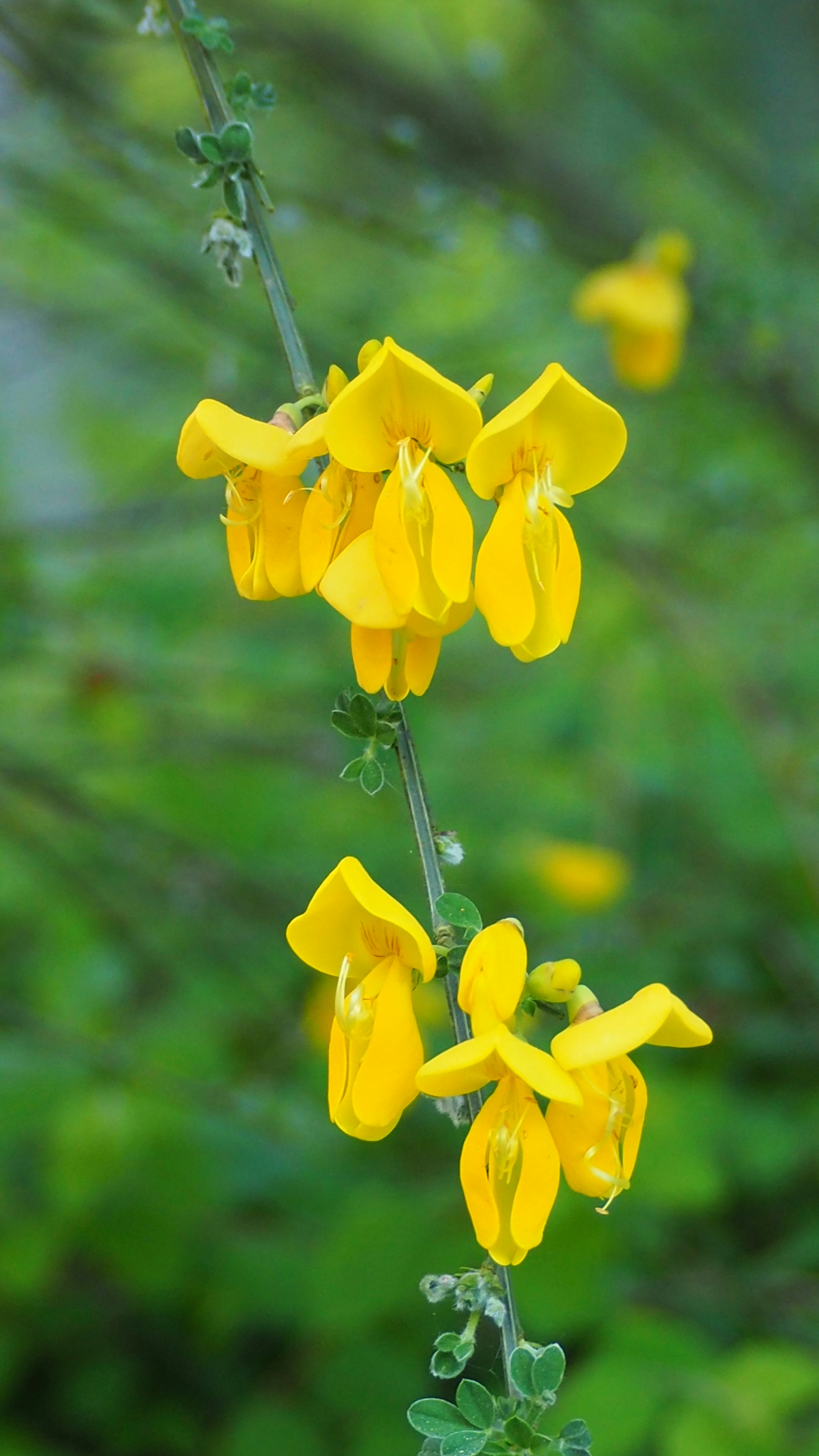 Golden Legume Bloom Climbing a Slender Vine