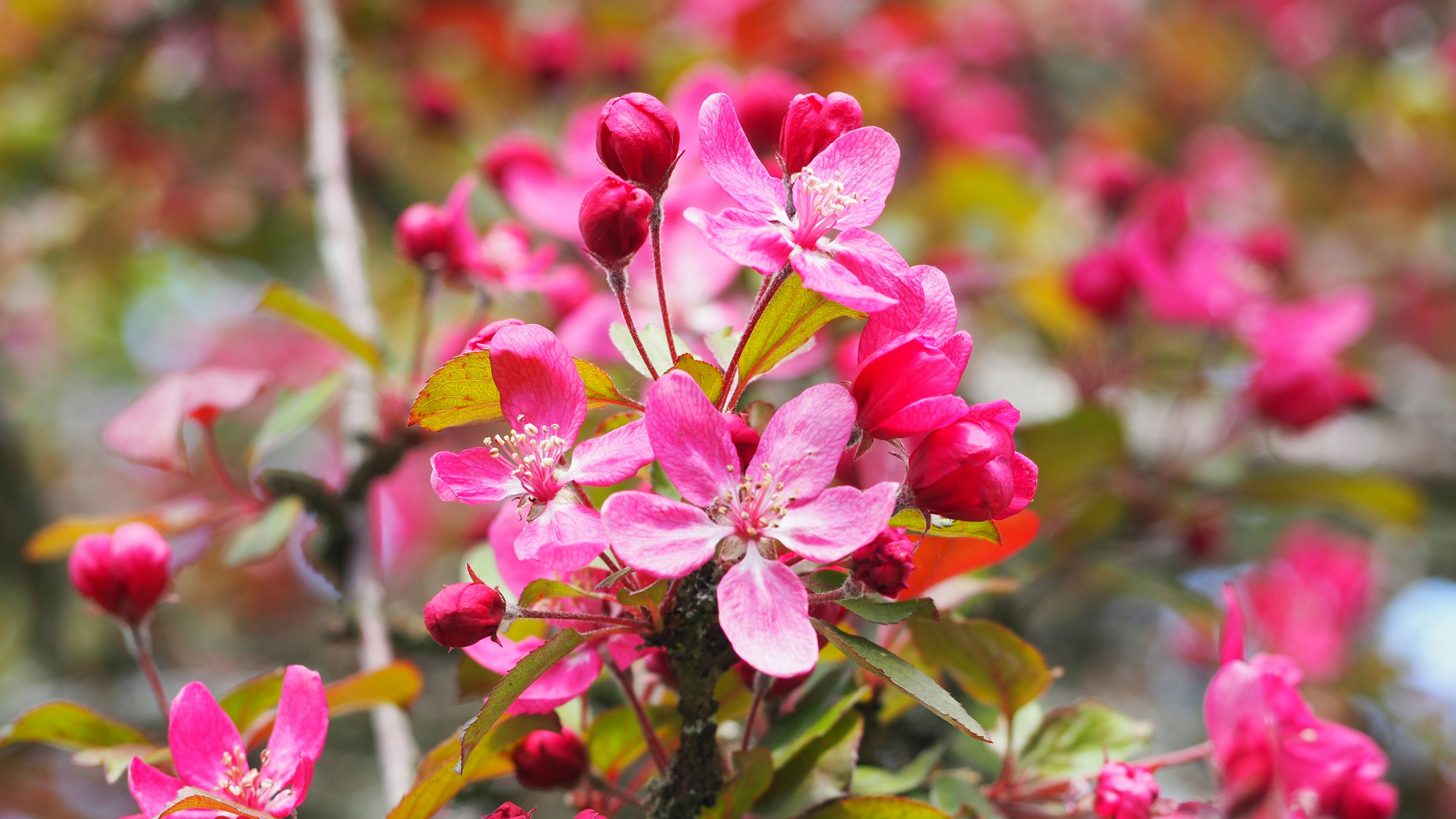 Vibrant Pink Blooms in Soft Garden Bokeh