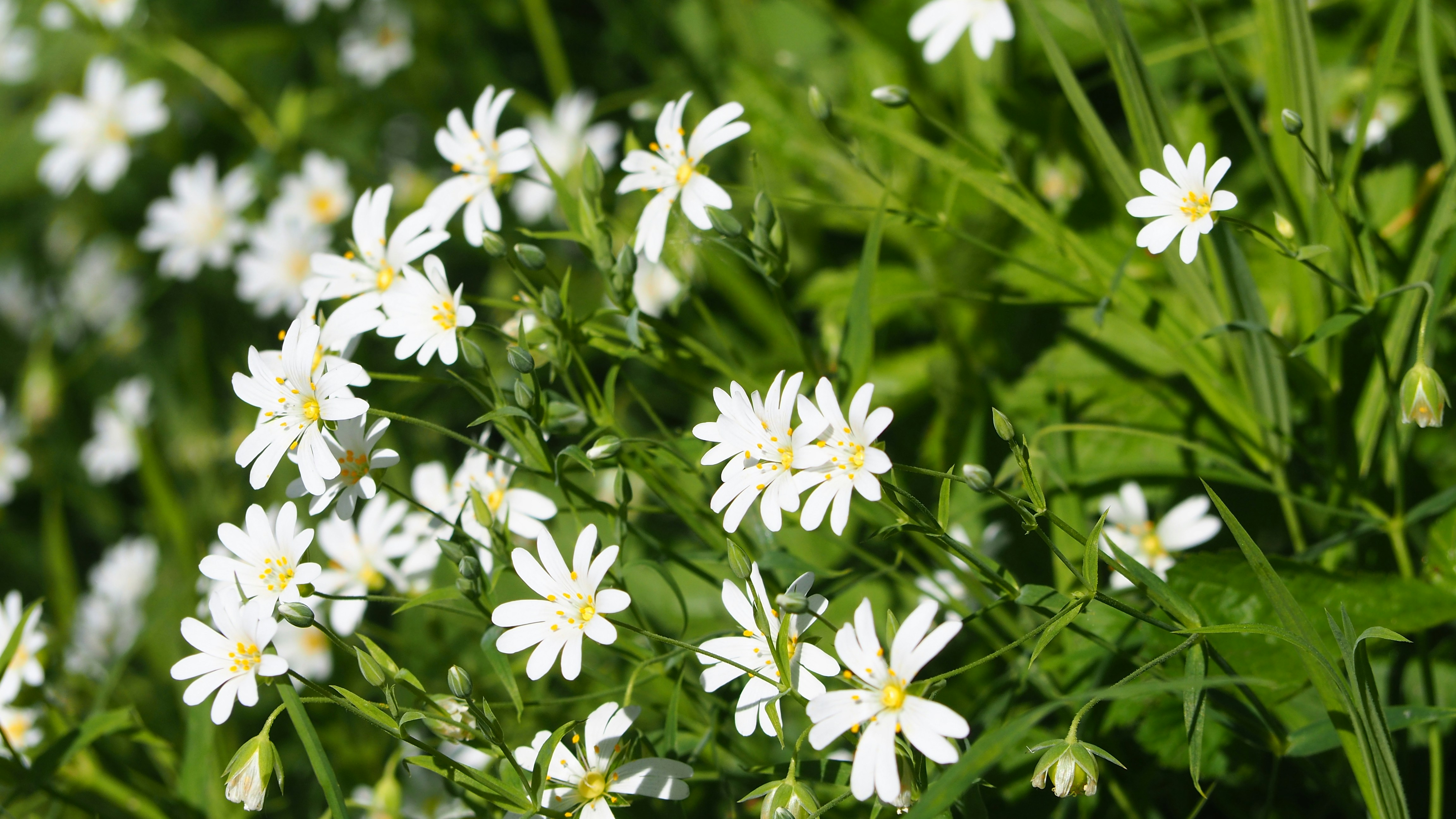 Sunlit Meadow of Daisies: A Quiet Burst of White in Green