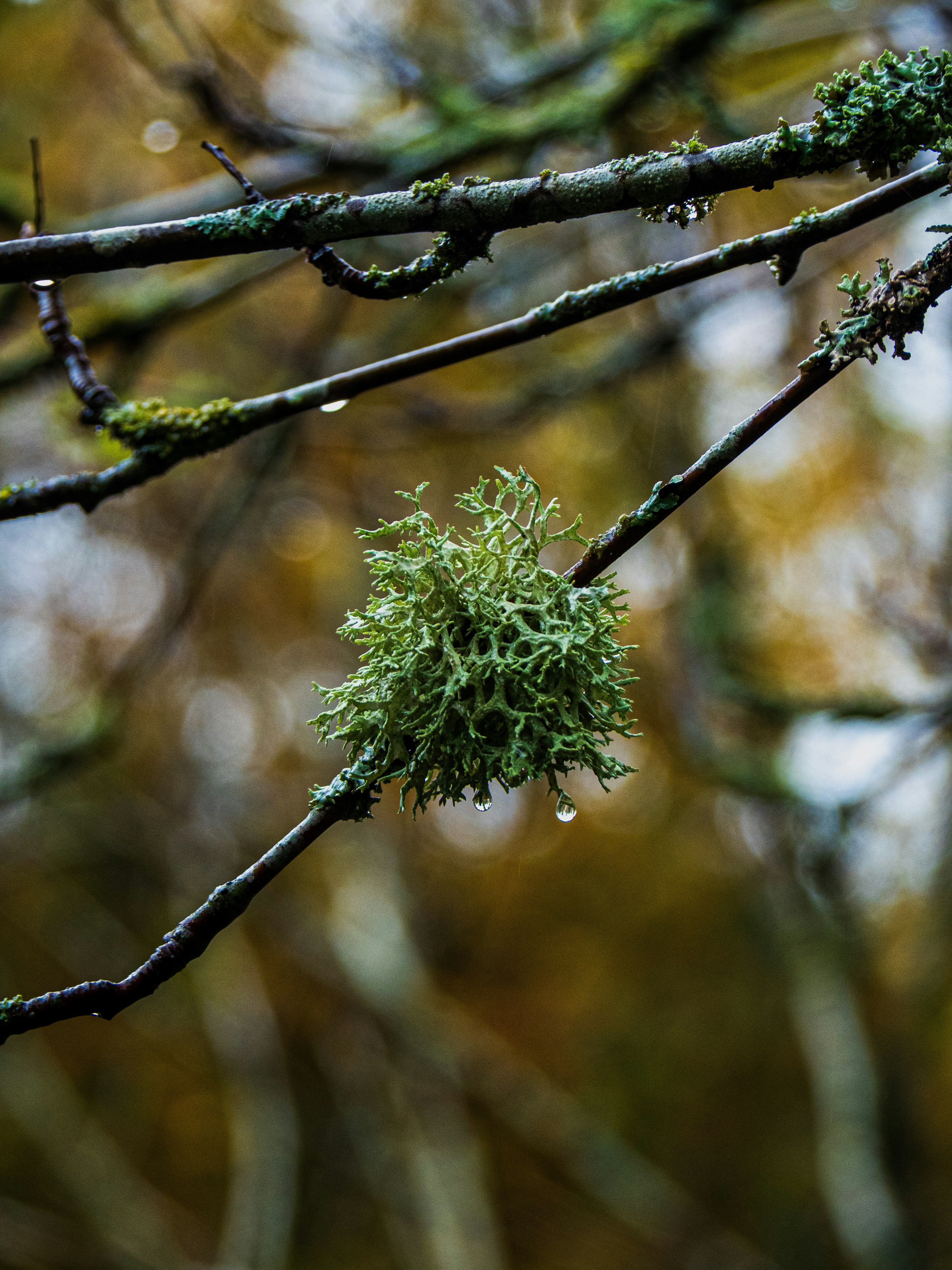 Lichen Crown on a Mossy Branch in Soft Autumn Light