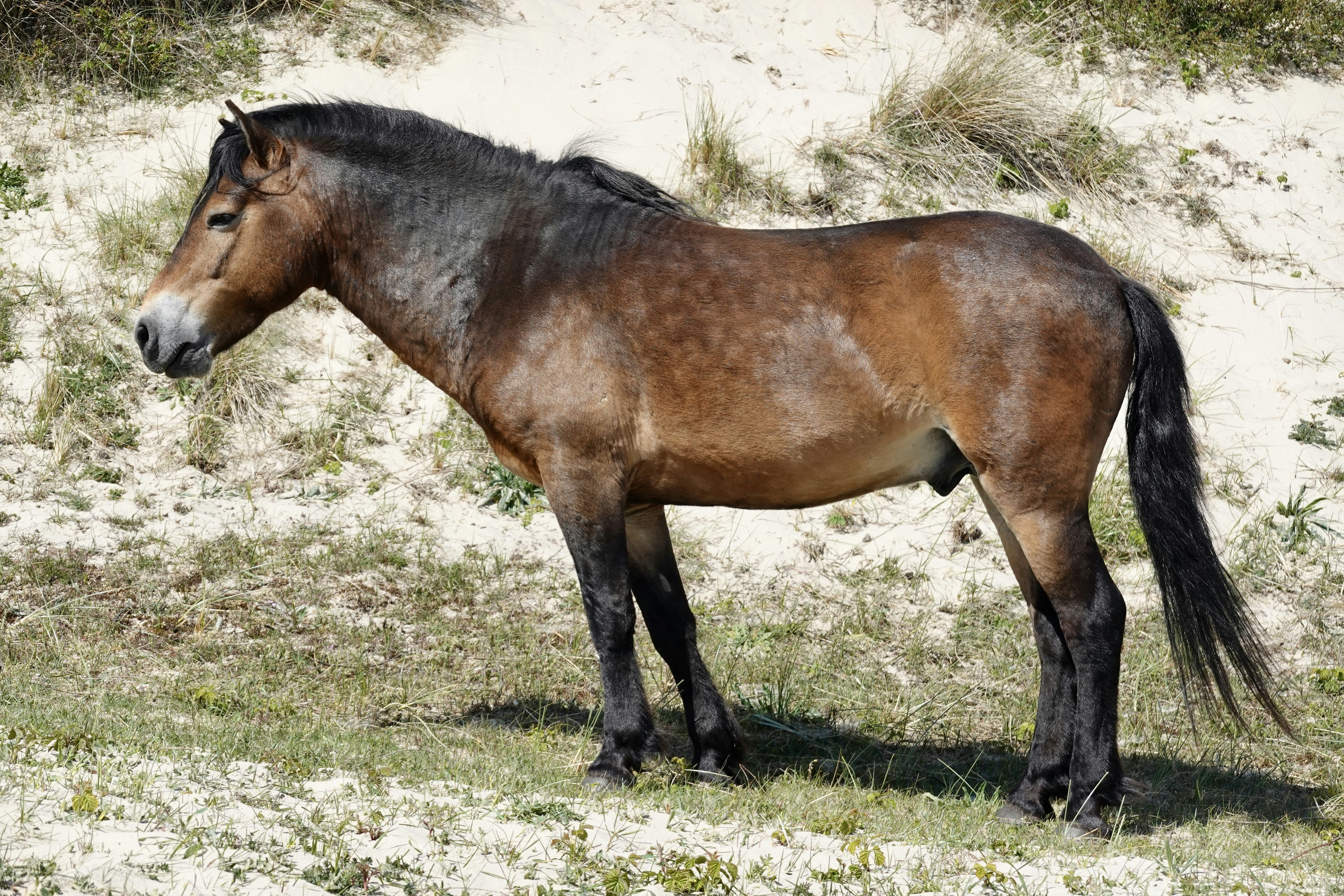 Pristine Beachside Mare at Dusk
