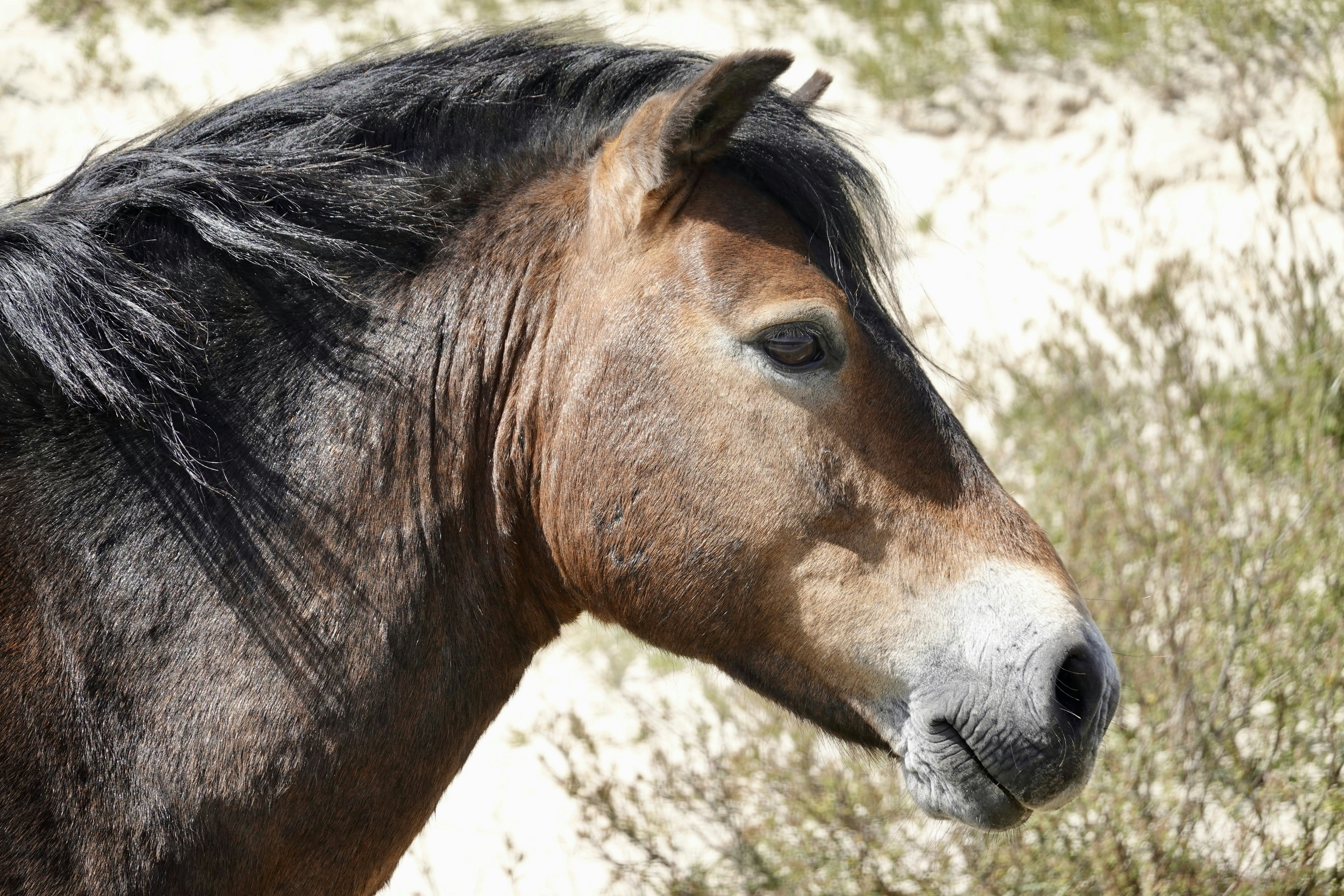 Profile of a Wildman: A Close-Held Glance at a Desert Horse