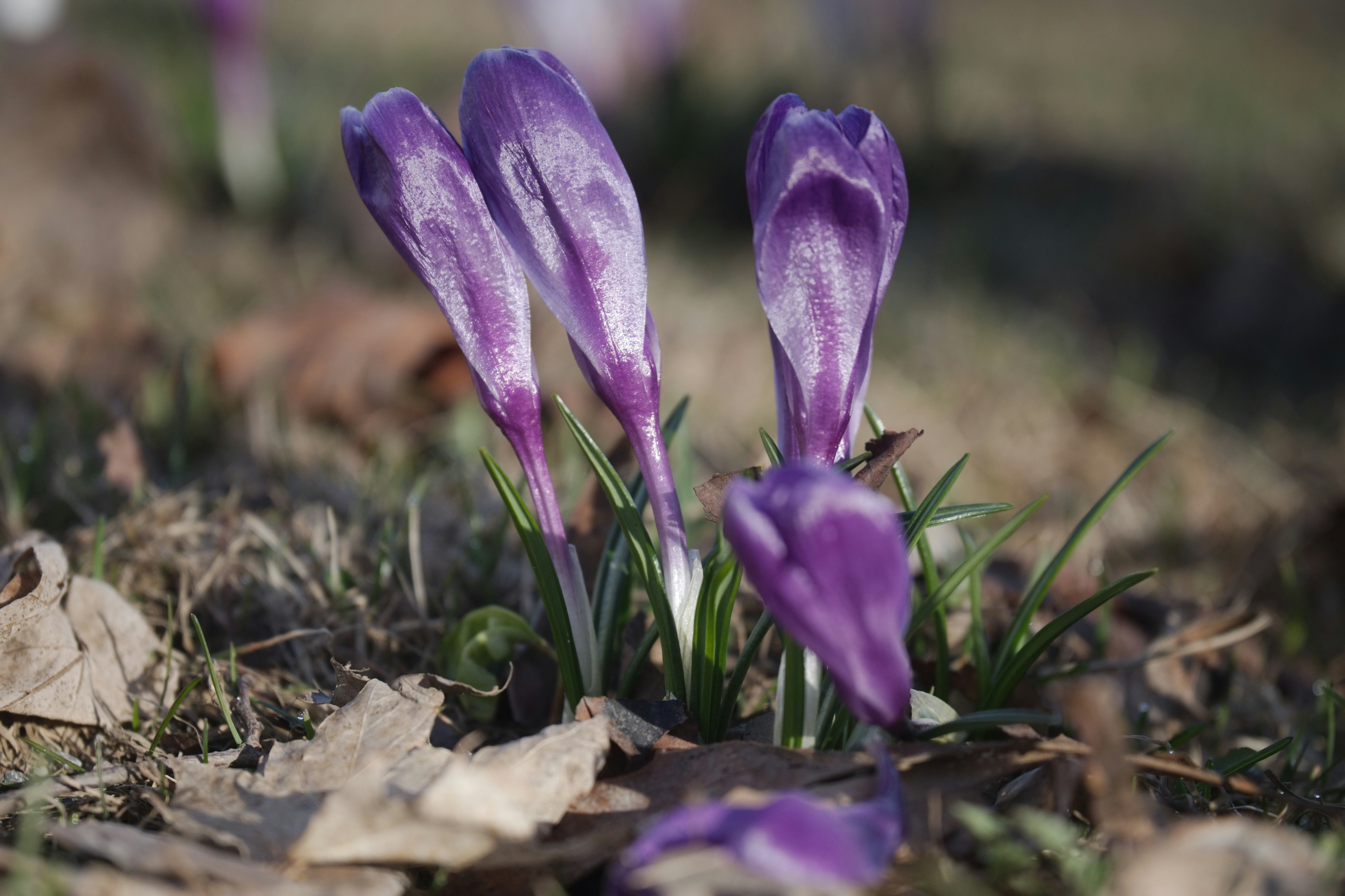 Early Crocus Bloom: Purple Stems Rising from Fallen Leaves