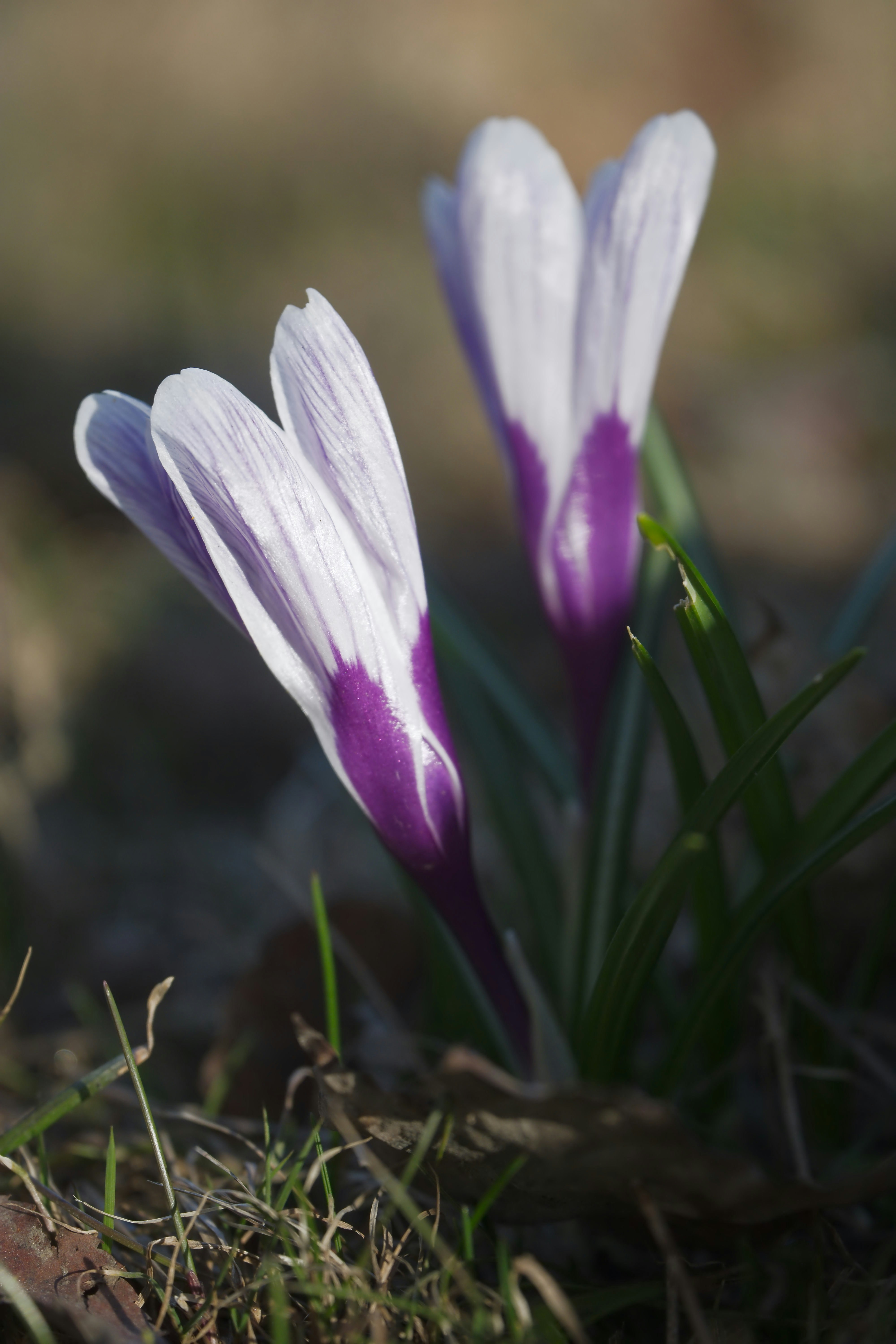Purple-White Crocus Bloom Emerging from Shadowed Ground