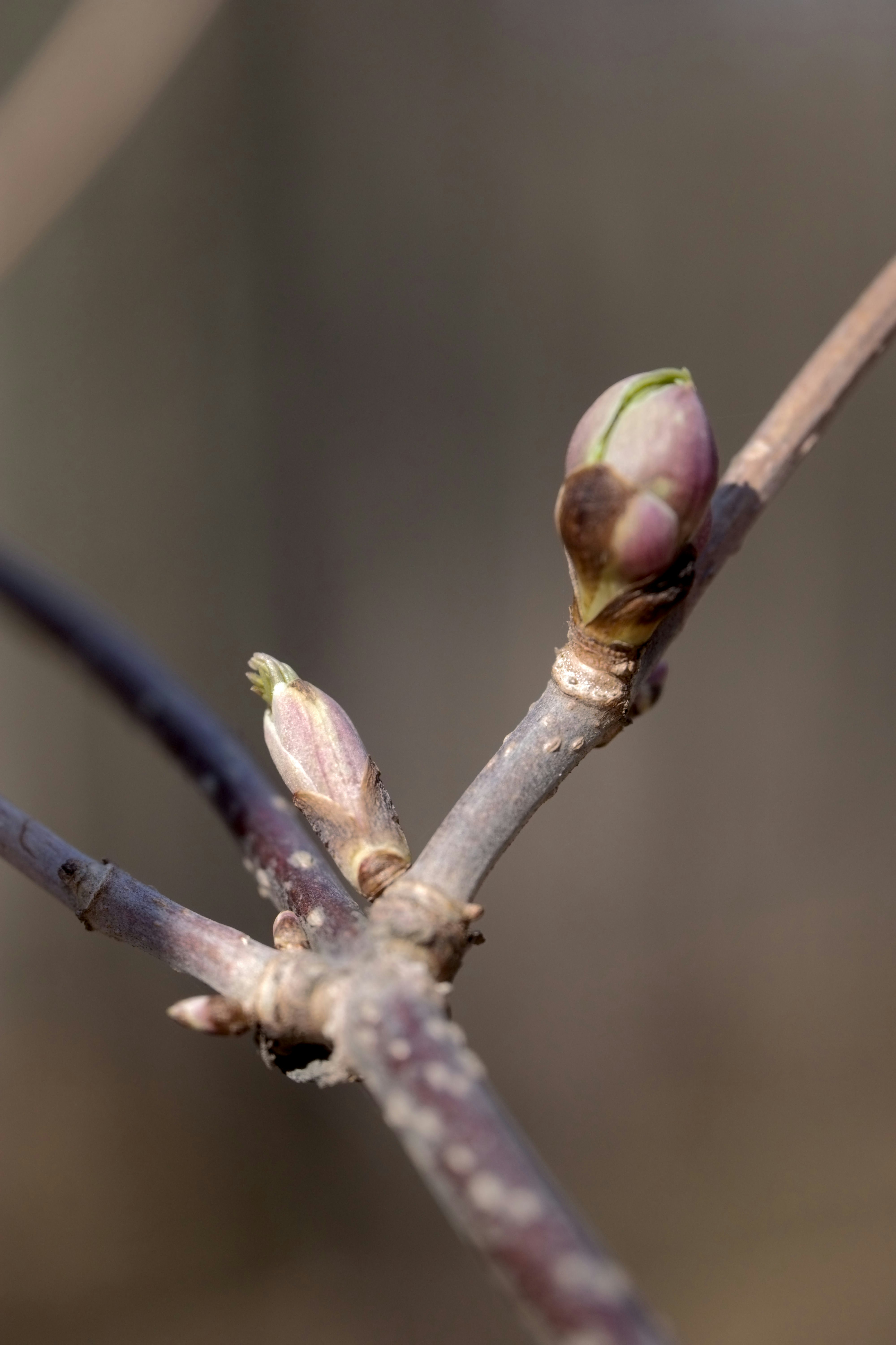 Bud Burst: A Tight Portrait of Emergent Growth